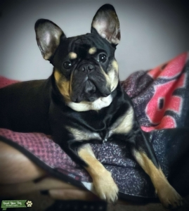Black and tan frenchie stud - Stud Dog in Alabama, United States ...