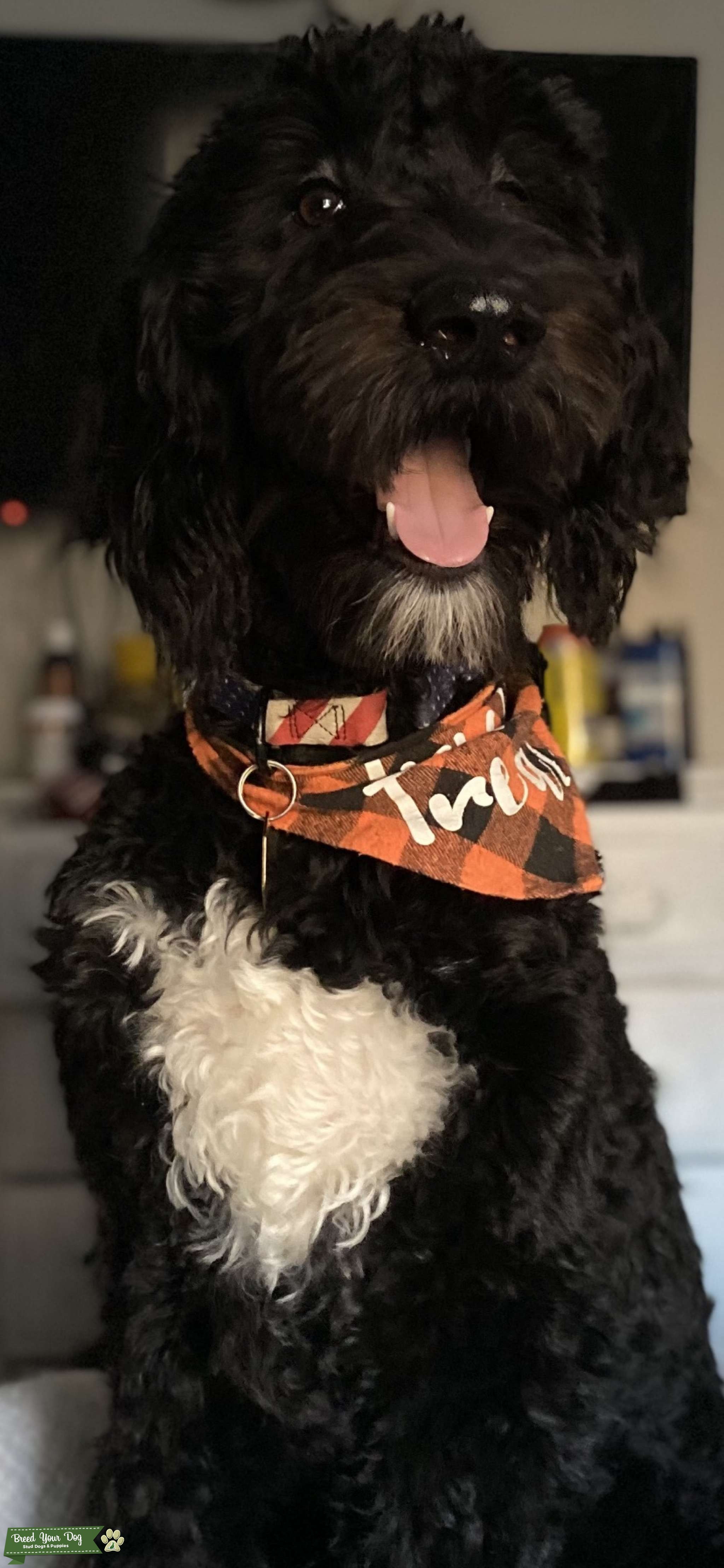 F1B Pyredoodle Stud - Stud Dog in Midwest, United States | Breed Your Dog