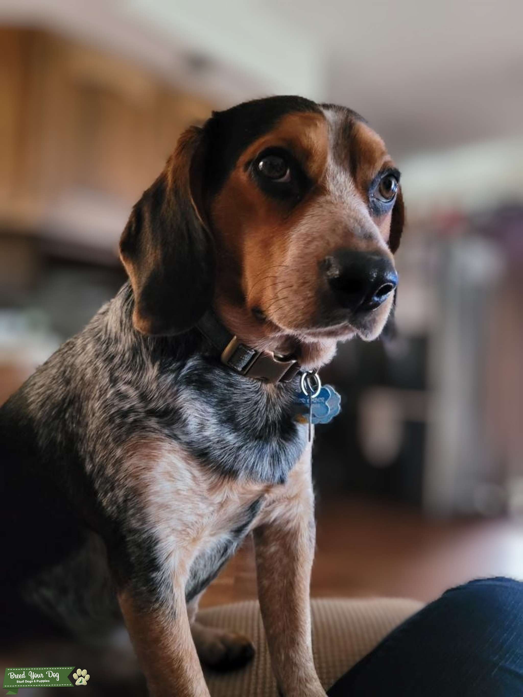 Pure-Bred Blue-tick Beagle - Stud Dog in South Carolina , the United ...