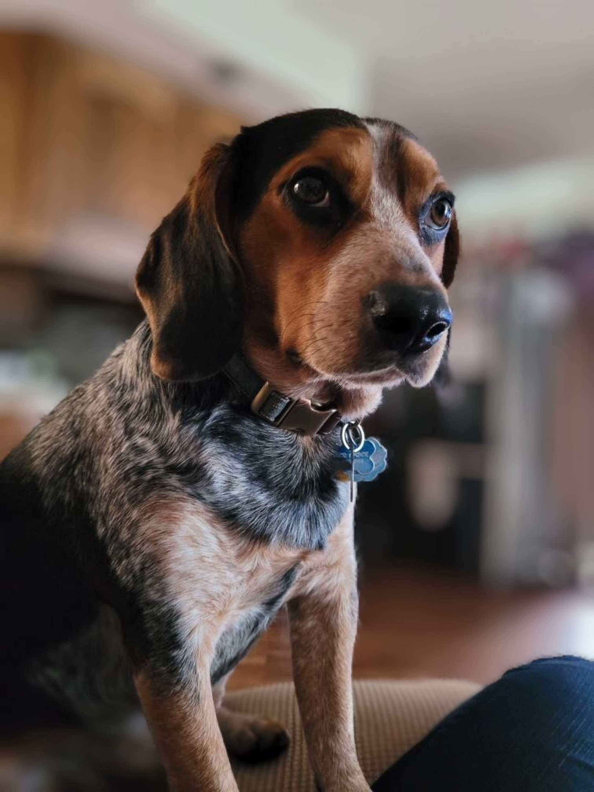 Pure-Bred Blue-tick Beagle - Stud Dog in South Carolina , United States ...