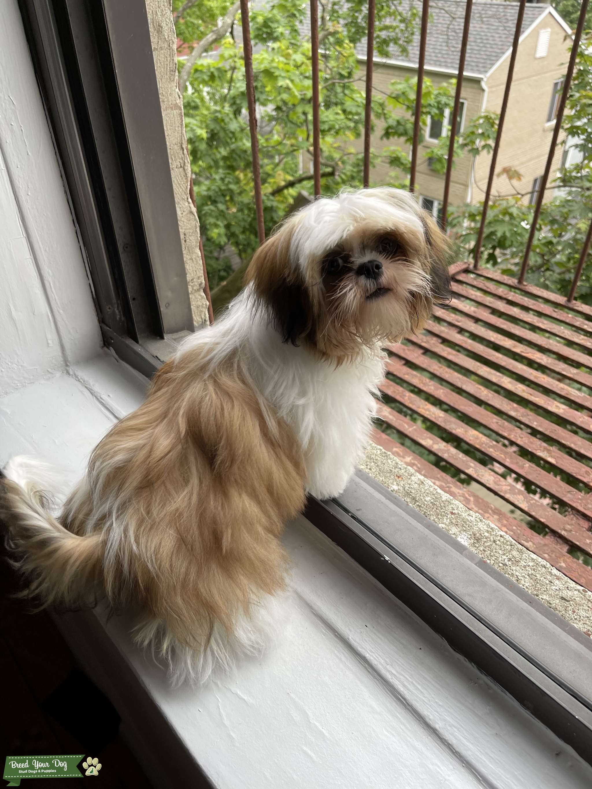 Beautiful Pure Bred Shih Tzu - Stud Dog NY - Breed Your Dog