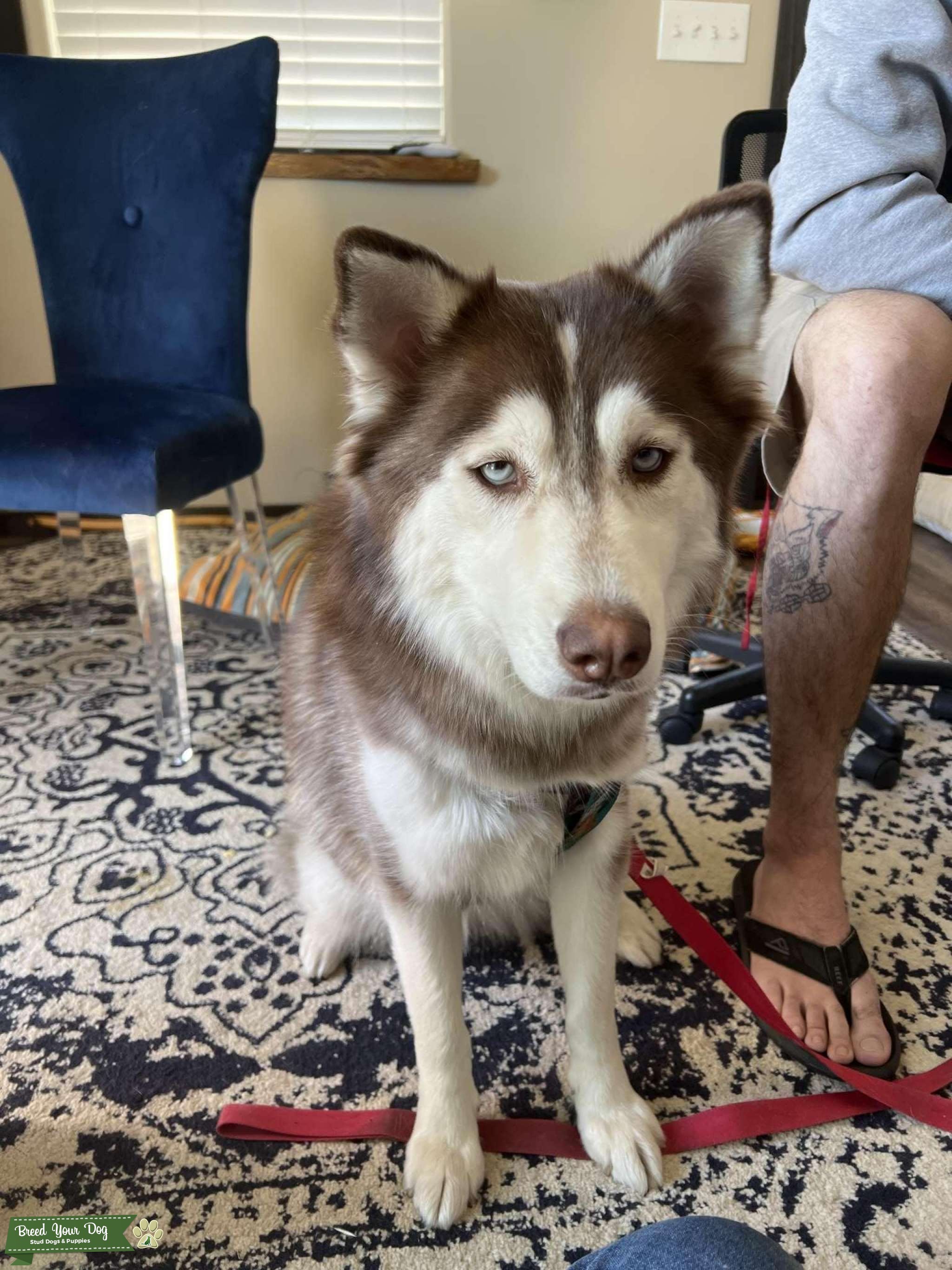 Red Husky blue eyes - Stud Dog in California , the United States ...