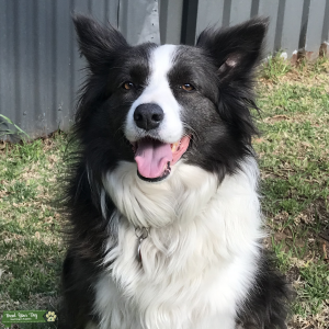 Border Collie Stud Dogs Available Now in Australia | Breed Your Dog