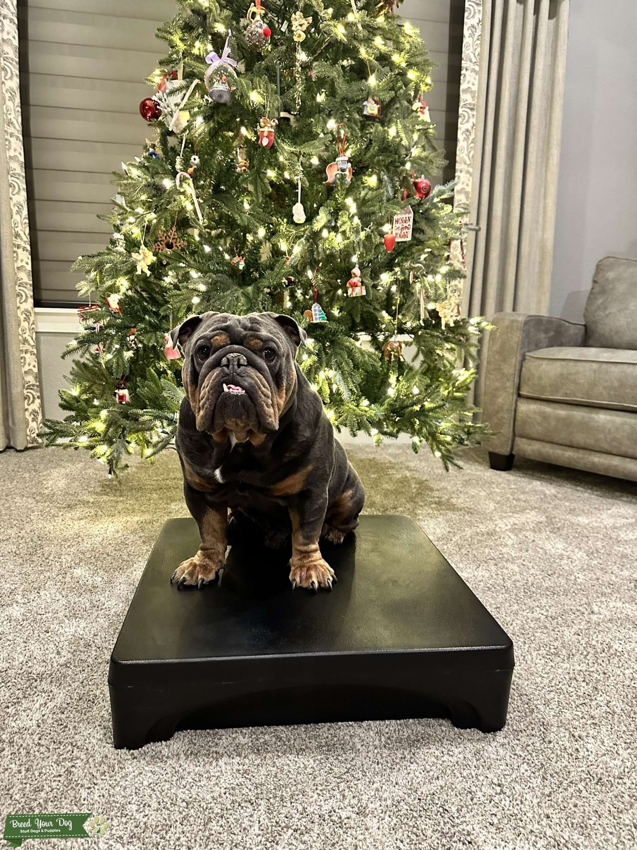 Stud - Stud Dog in Colorado , the United States | Breed Your Dog