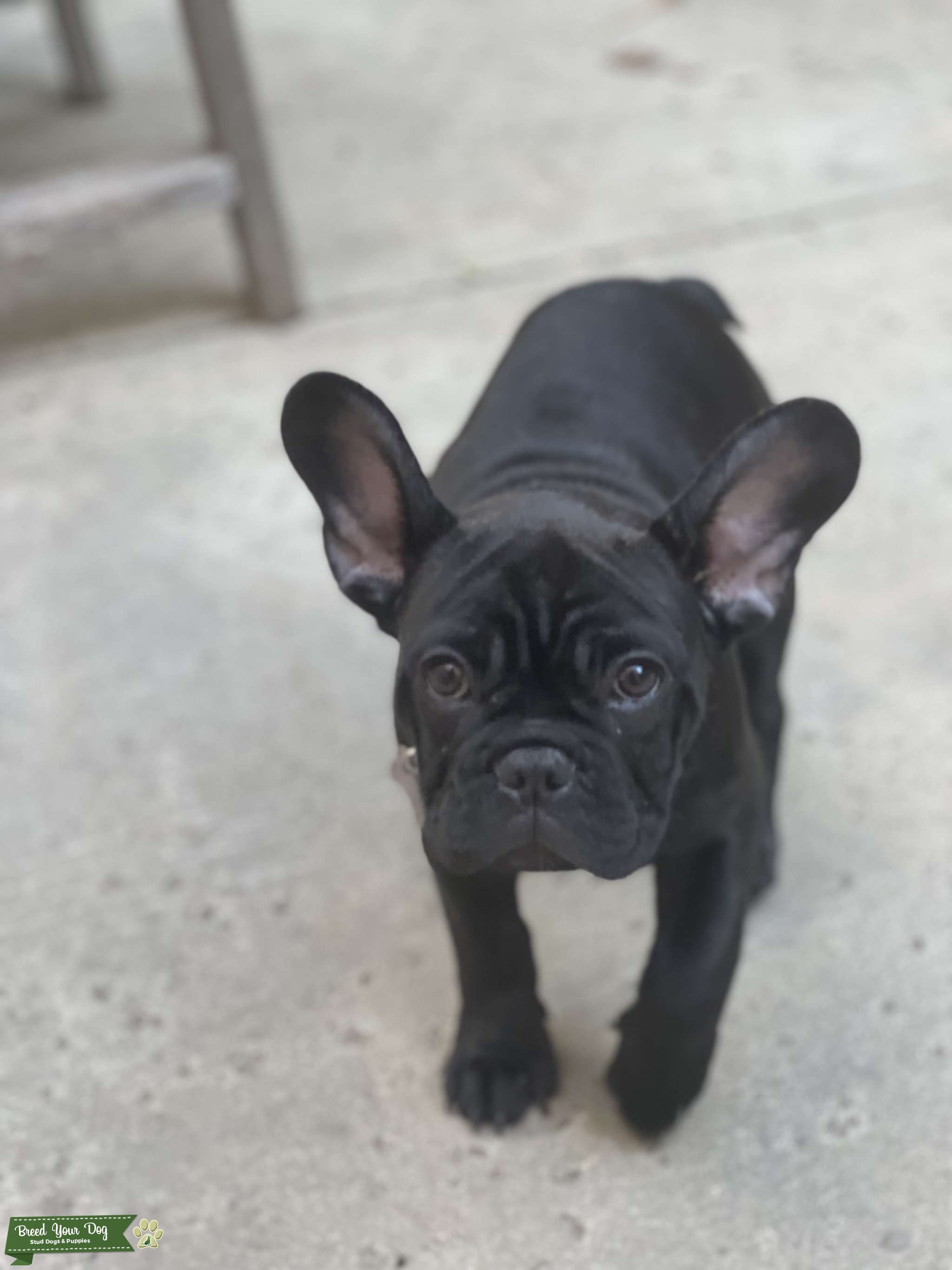 Up and comer - Black Frenchie - Stud Dog in Sherman Oaks, the United ...