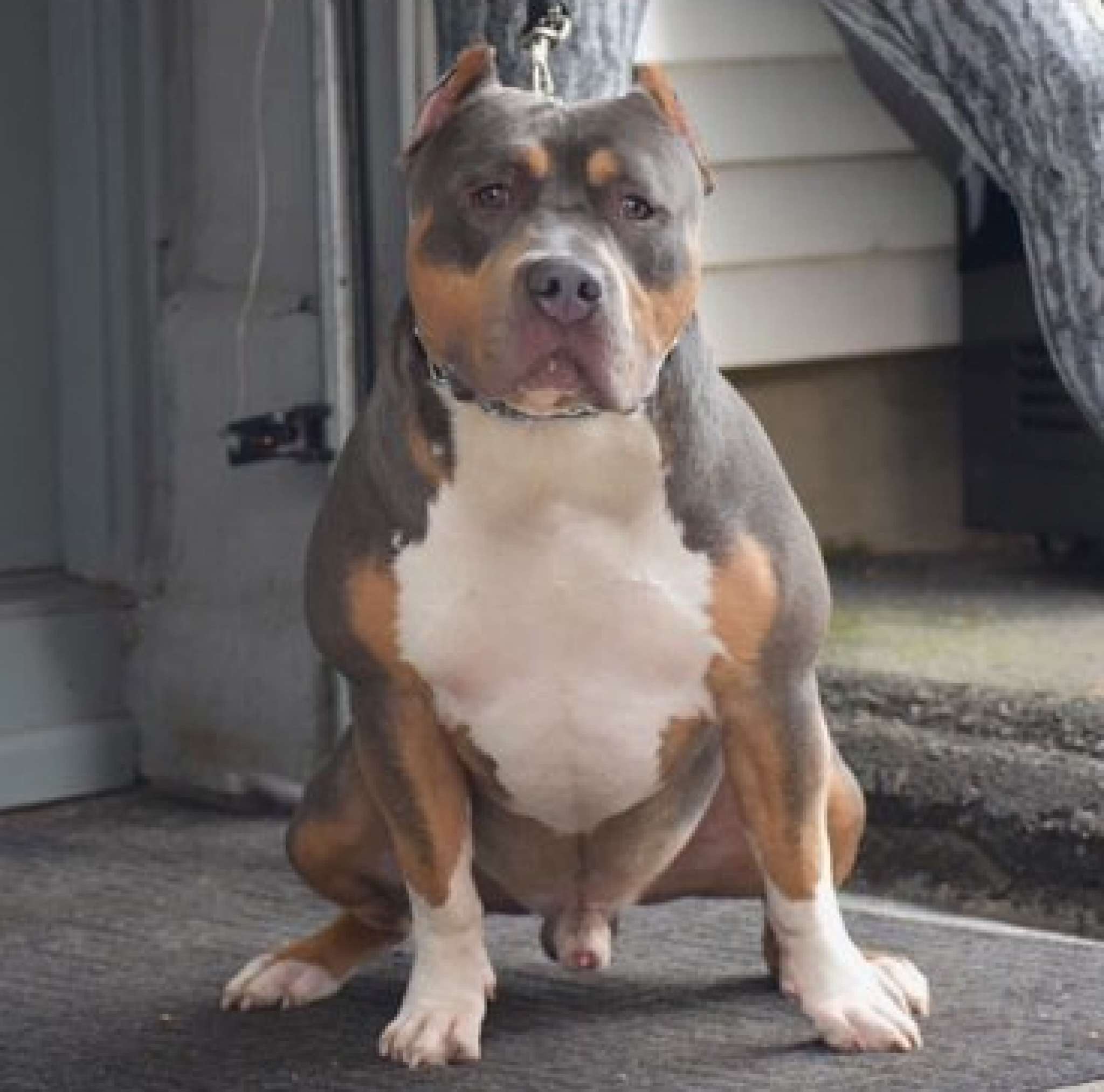 XL American Bully stud - Stud Dog in Berkeley Heights, NJ, United ...