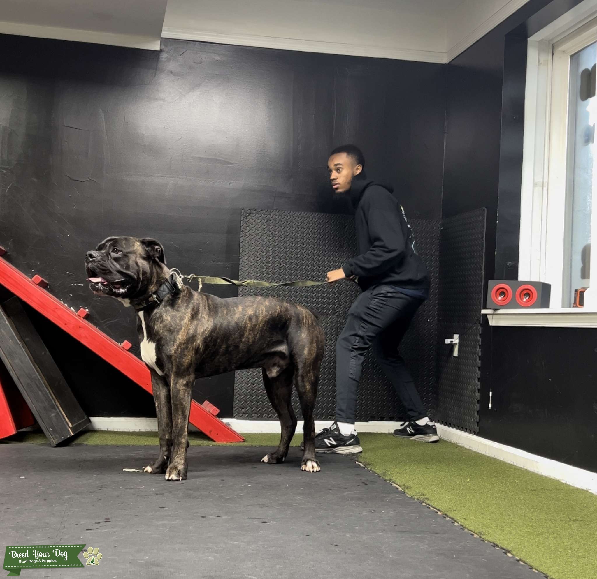 Dark Brindle Presa Canario Mix - Stud Dog in Maryland, the United ...