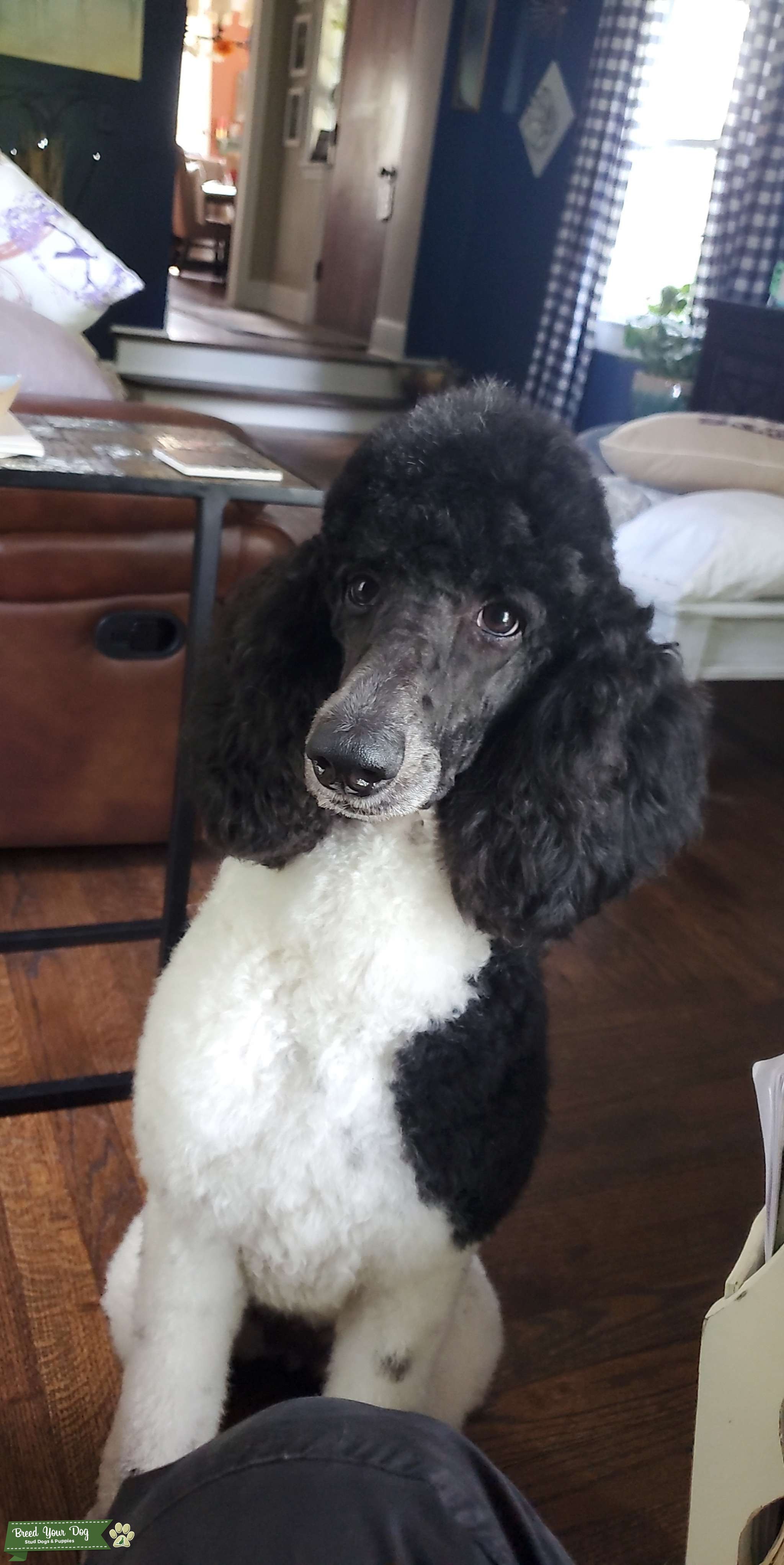 Standard Parti Poodle - Stud Dog in Winston-Salem/Greensboro NC, the ...
