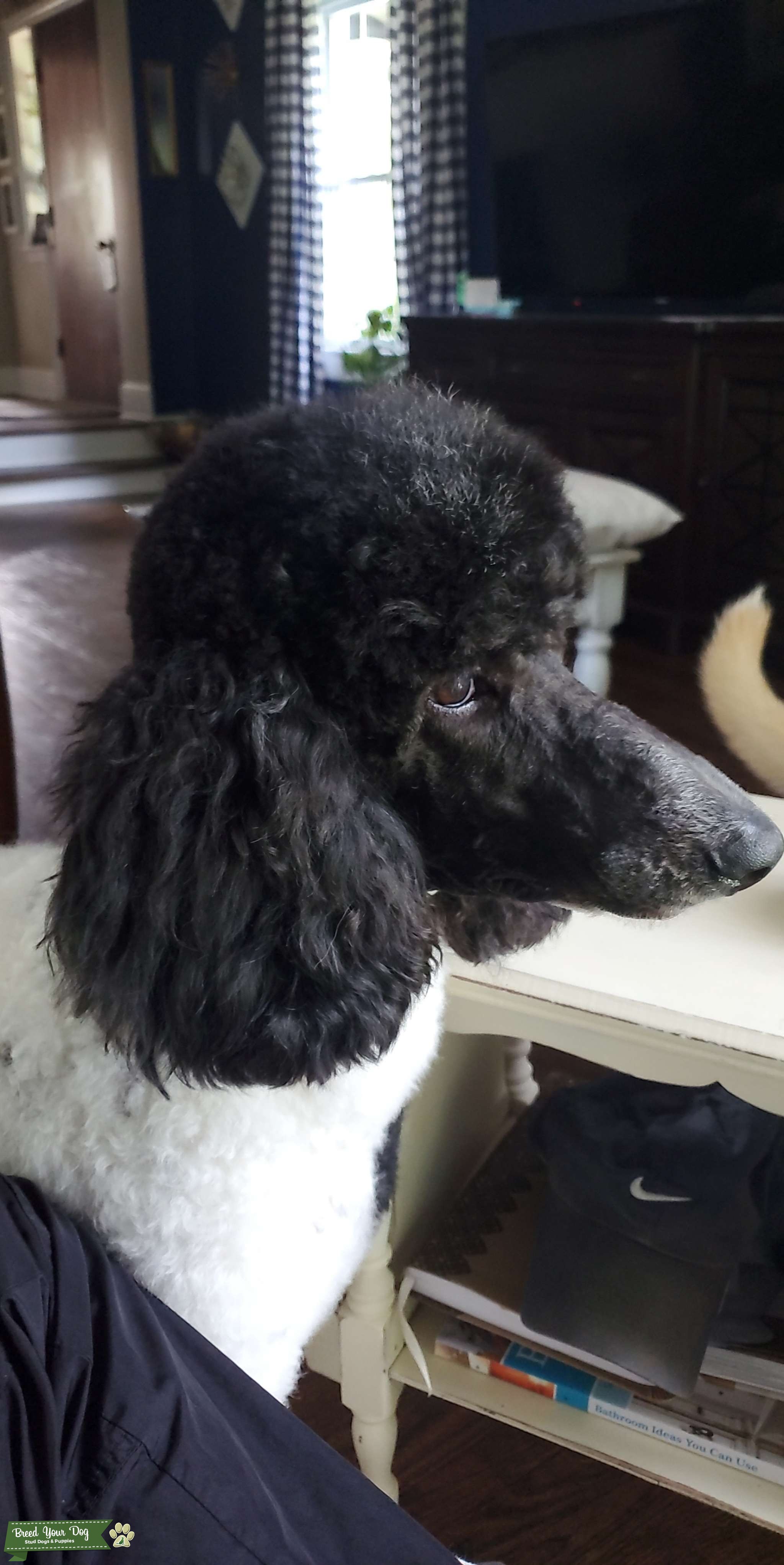 Standard Parti Poodle - Stud Dog in Winston-Salem/Greensboro NC, the ...