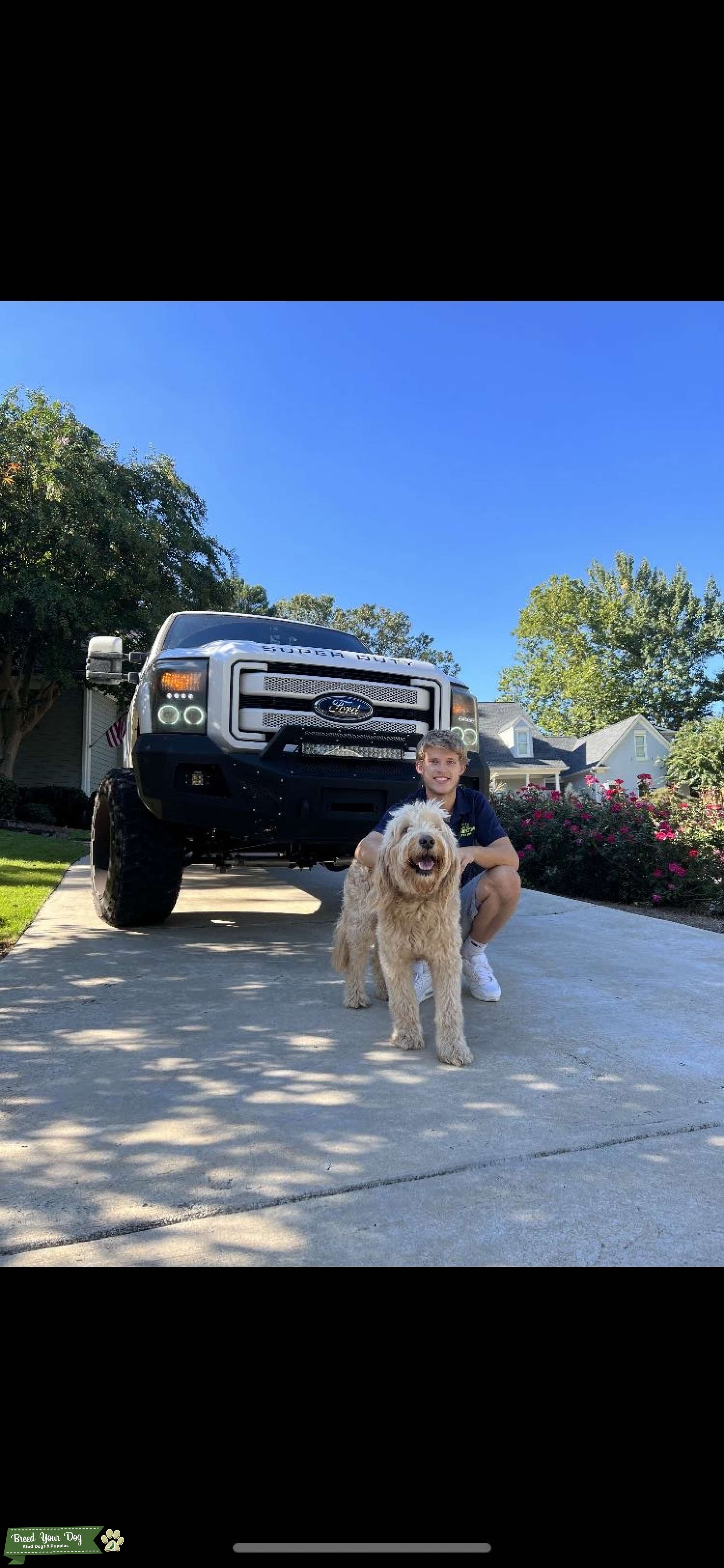Scooby-Doo Goldendoodle F1 - Stud Dog in Georgia, the United States ...