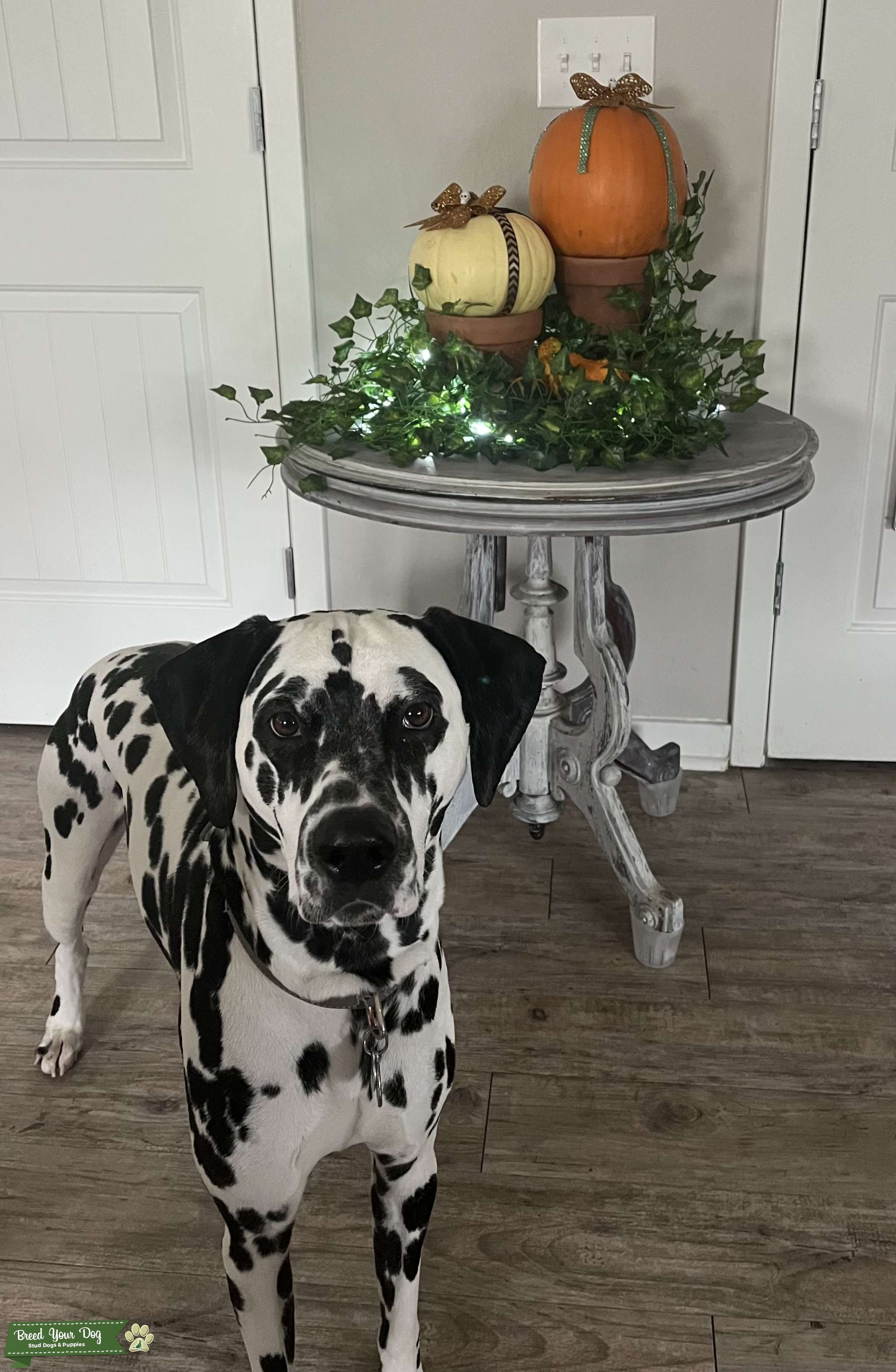 MacDog - Stud Dog in North Carolina, United States | Breed Your Dog