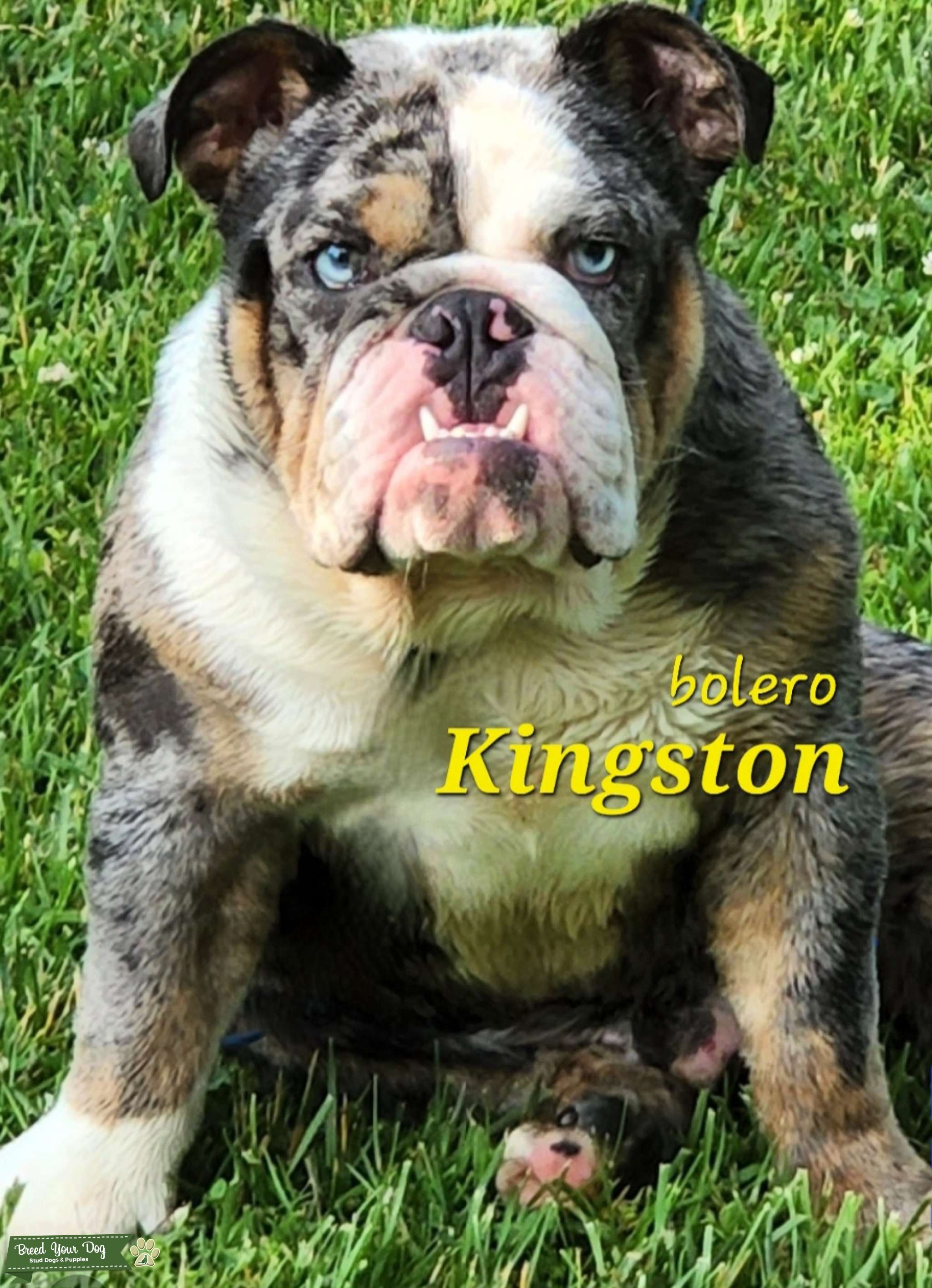 Top Quality AKC Blue Tri Merle - Stud Dog in Ohio, the United States ...