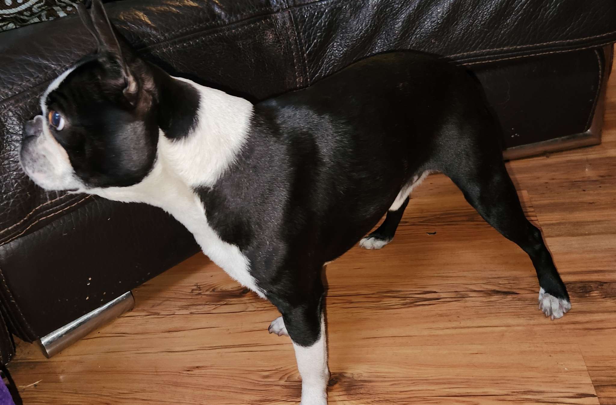 Boston Terrier - Stud Dog in Norwalk, United States | Breed Your Dog