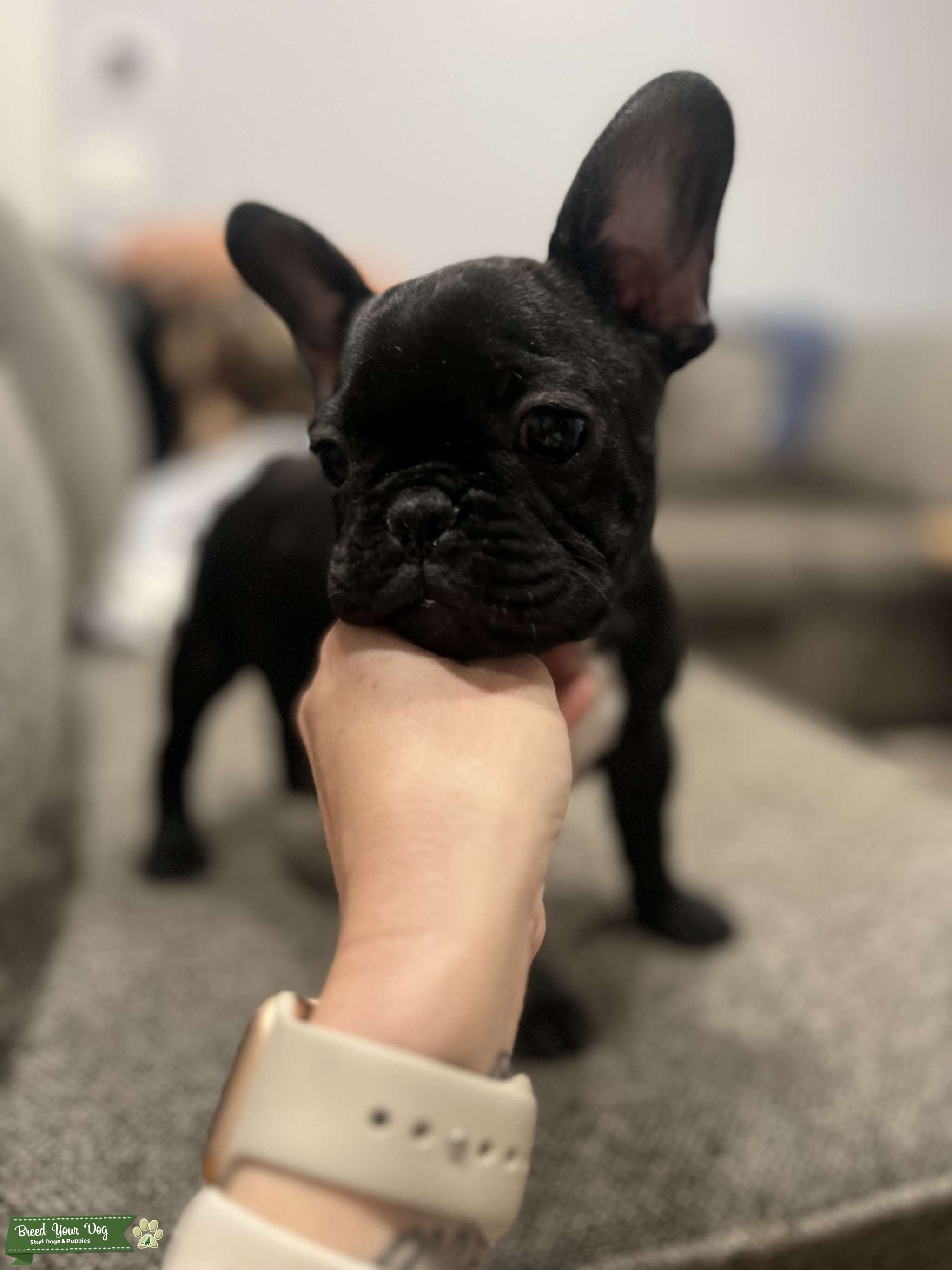 Puppies For Sale - Raven x Maze Puppies - Breed Your Dog