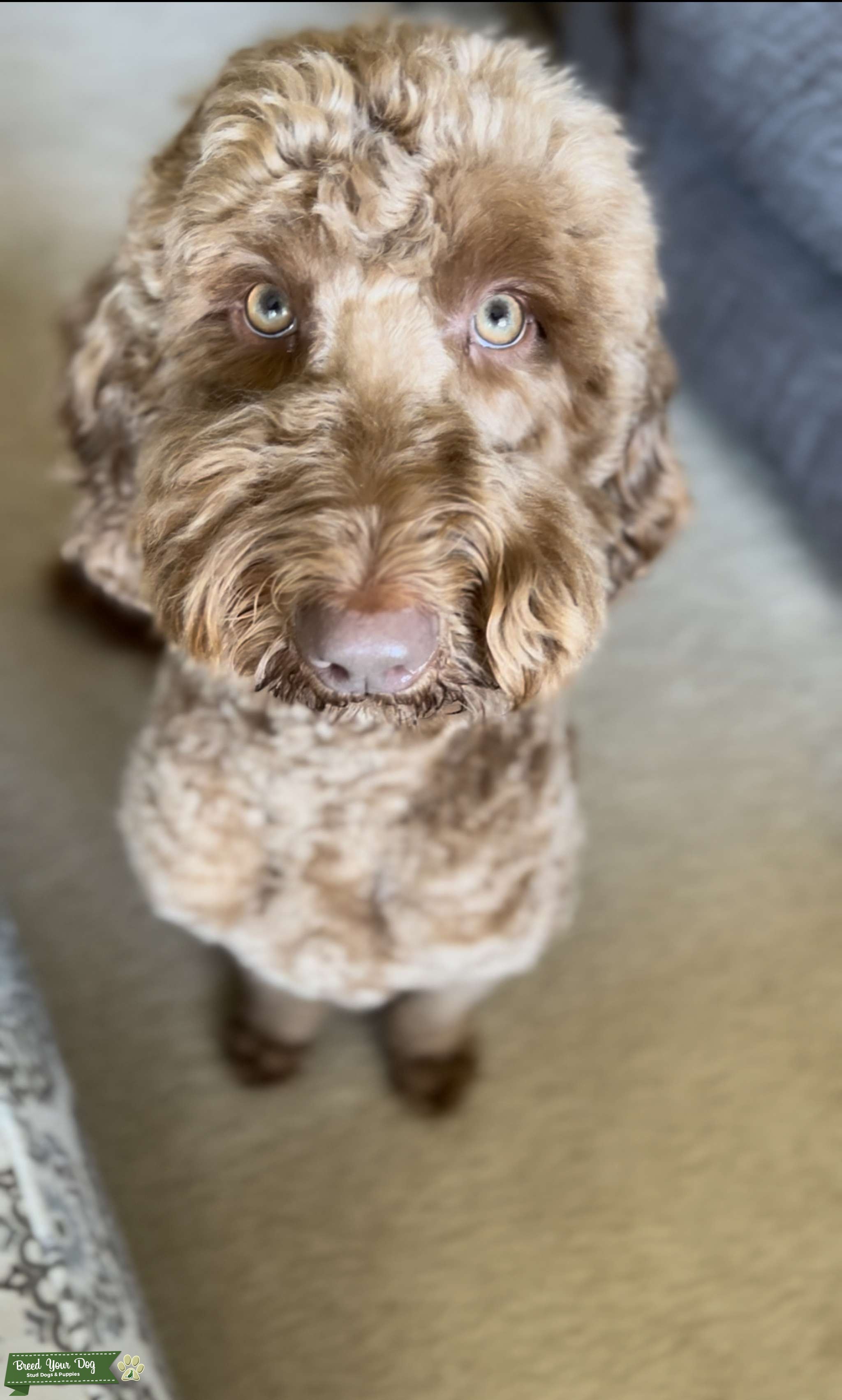 Stud - Stud Dog in Pacific coast , United States | Breed Your Dog