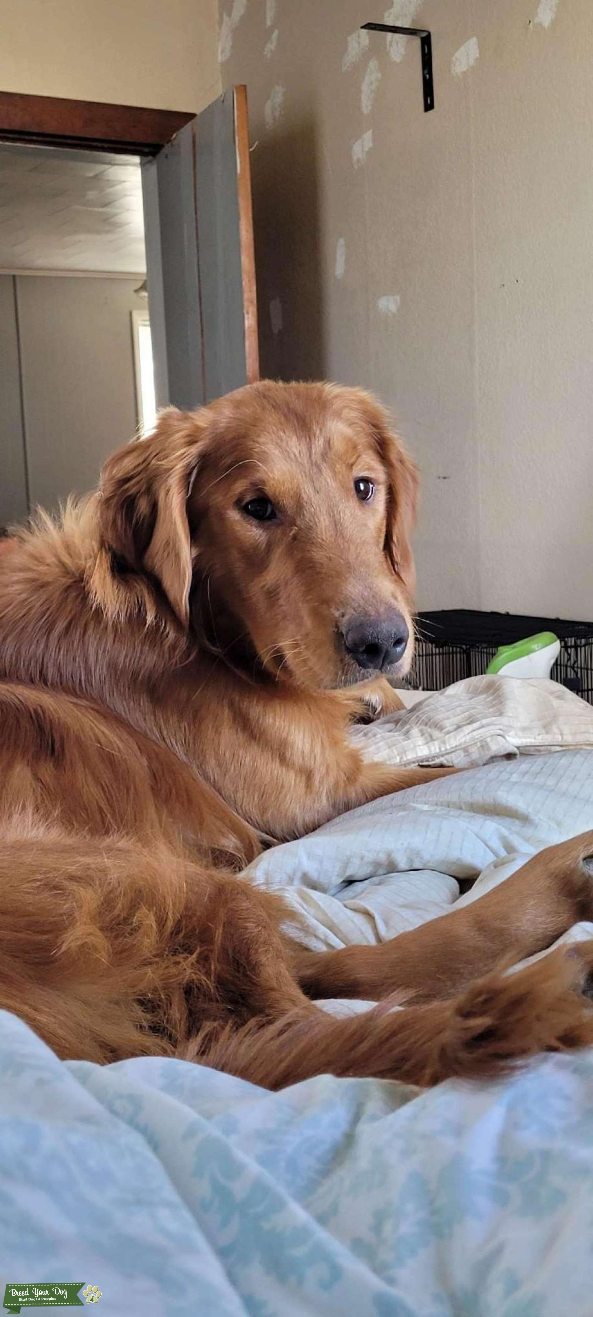 Gorgeous red golden retriever - Stud Dog in Indiana, the United States ...