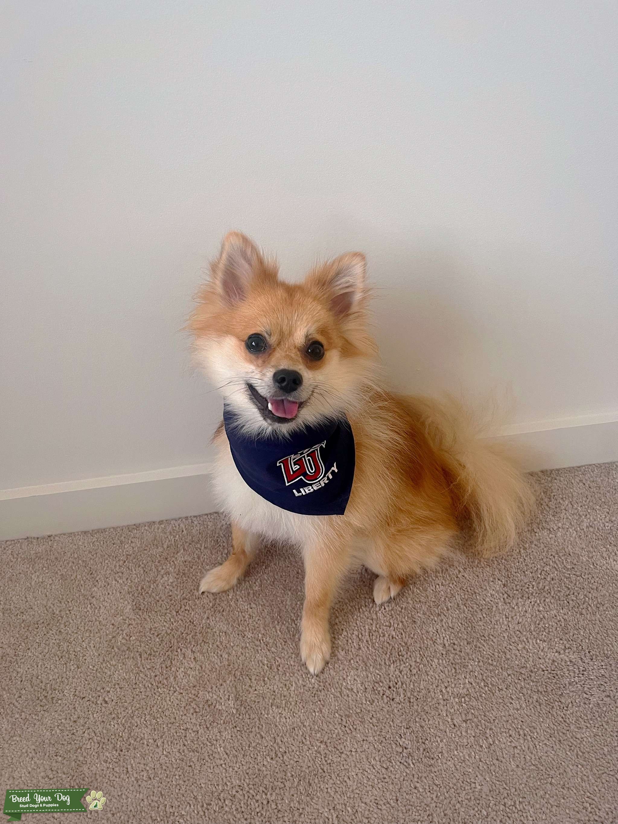Young Cream Sable Pomeranian Stud - Stud Dog in Virginia , the United ...