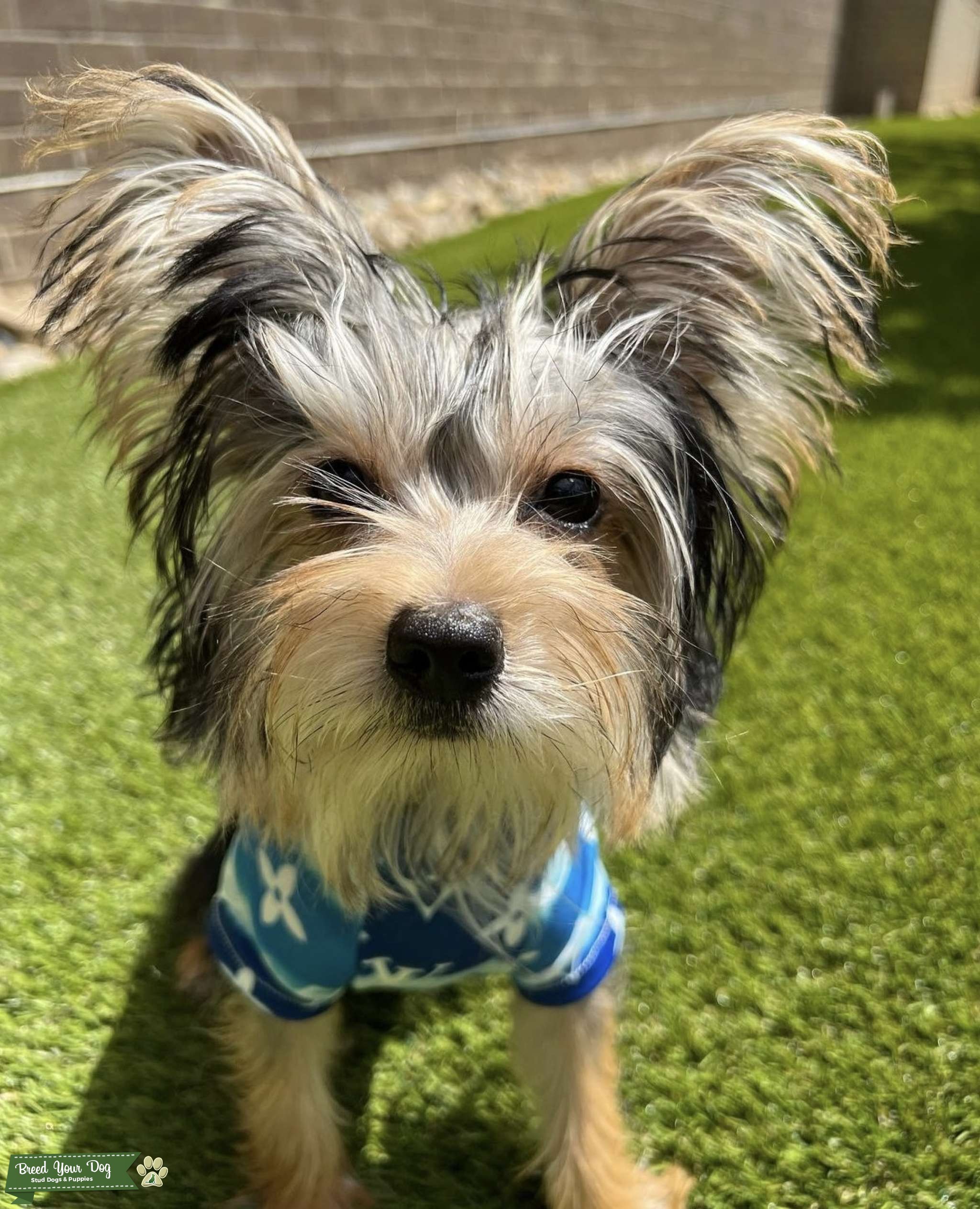 Yorkshire terrier - Stud Dog in Charlotte , the United States | Breed ...