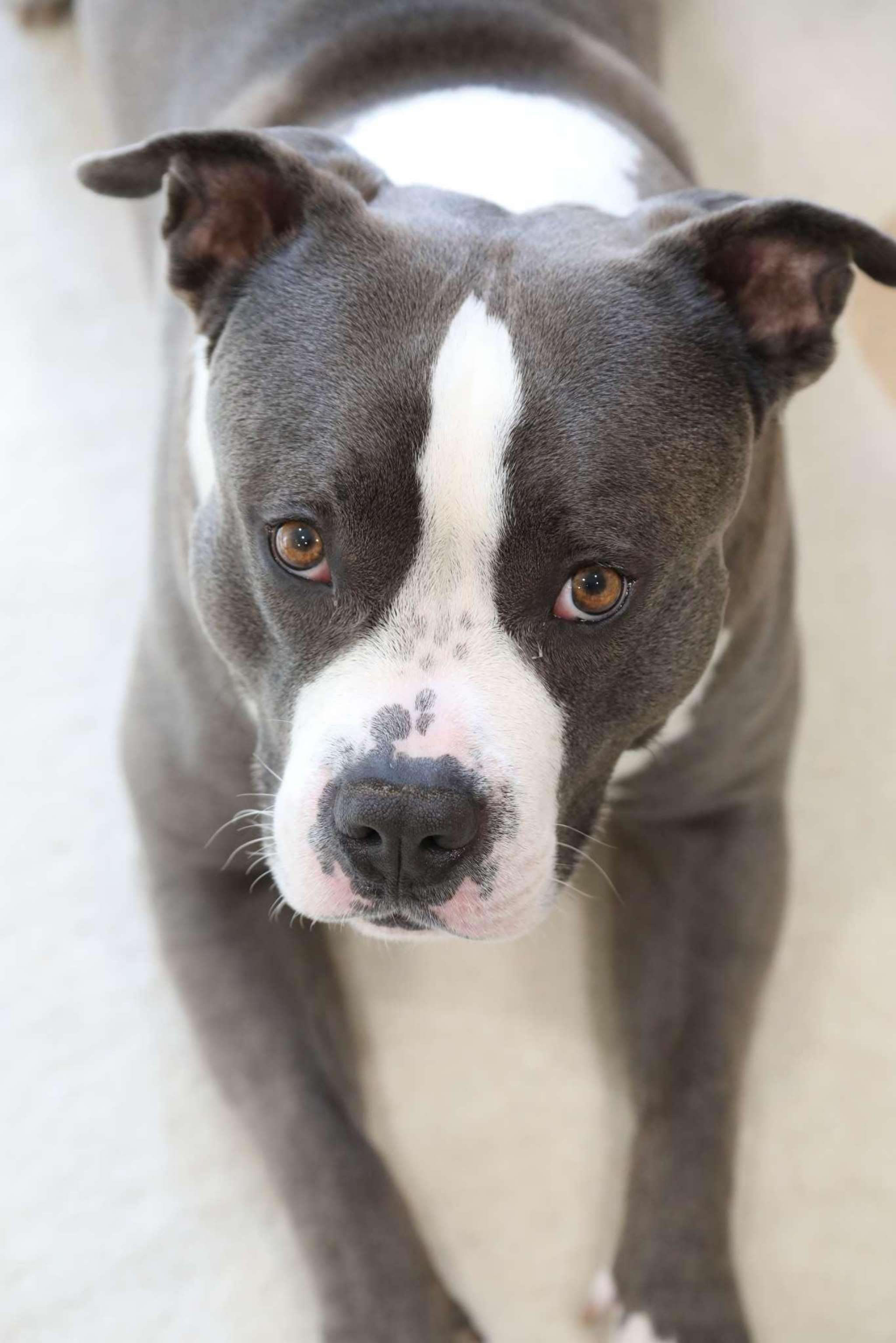 Looking for female dog - Stud Dog in CA, United States | Breed Your Dog