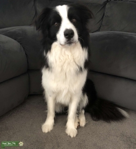 Border Collie Stud Dogs Available Now in Australia | Breed Your Dog