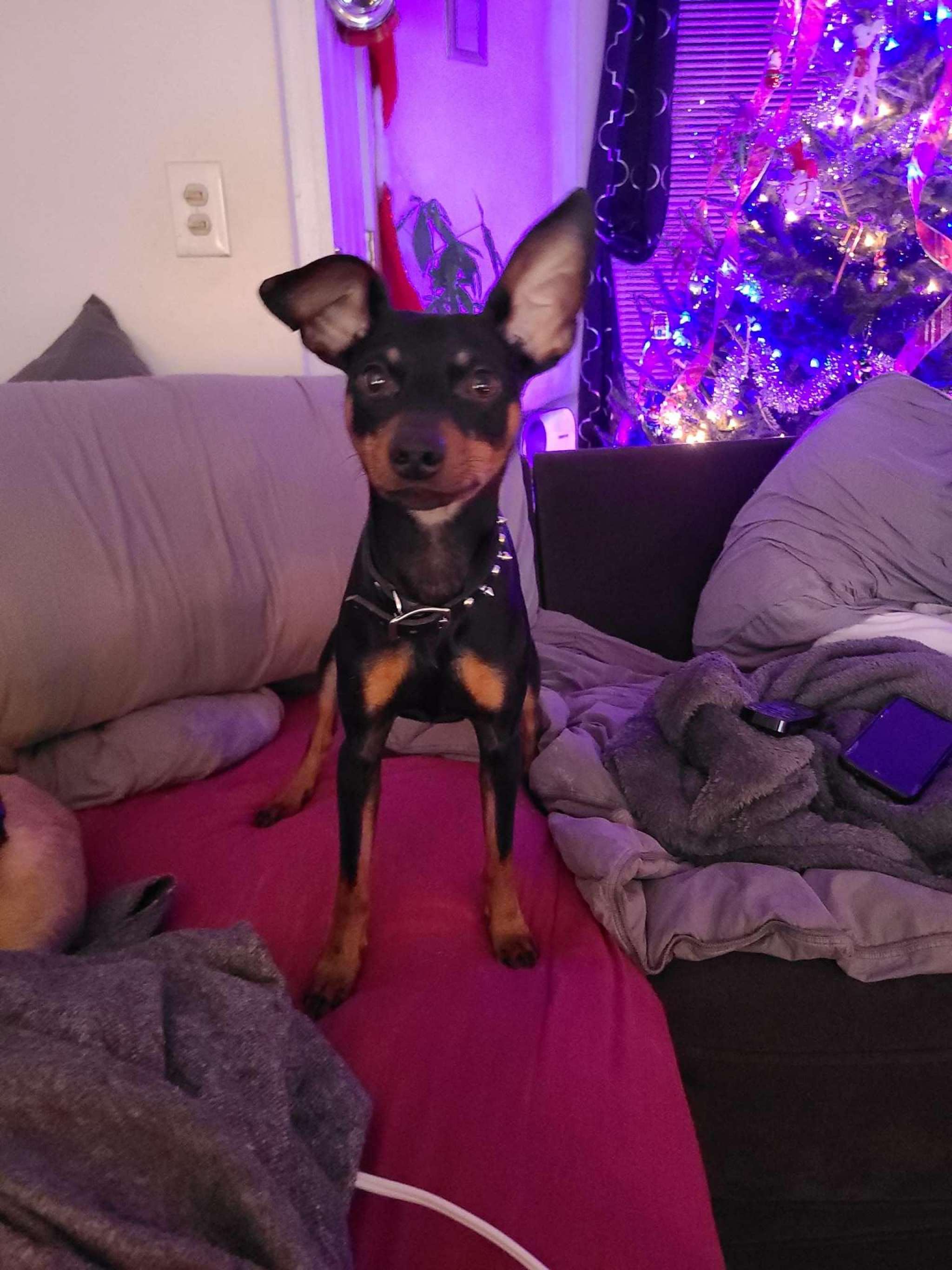 Miniature dovermann - Stud Dog in Rhode Island , United States | Breed ...