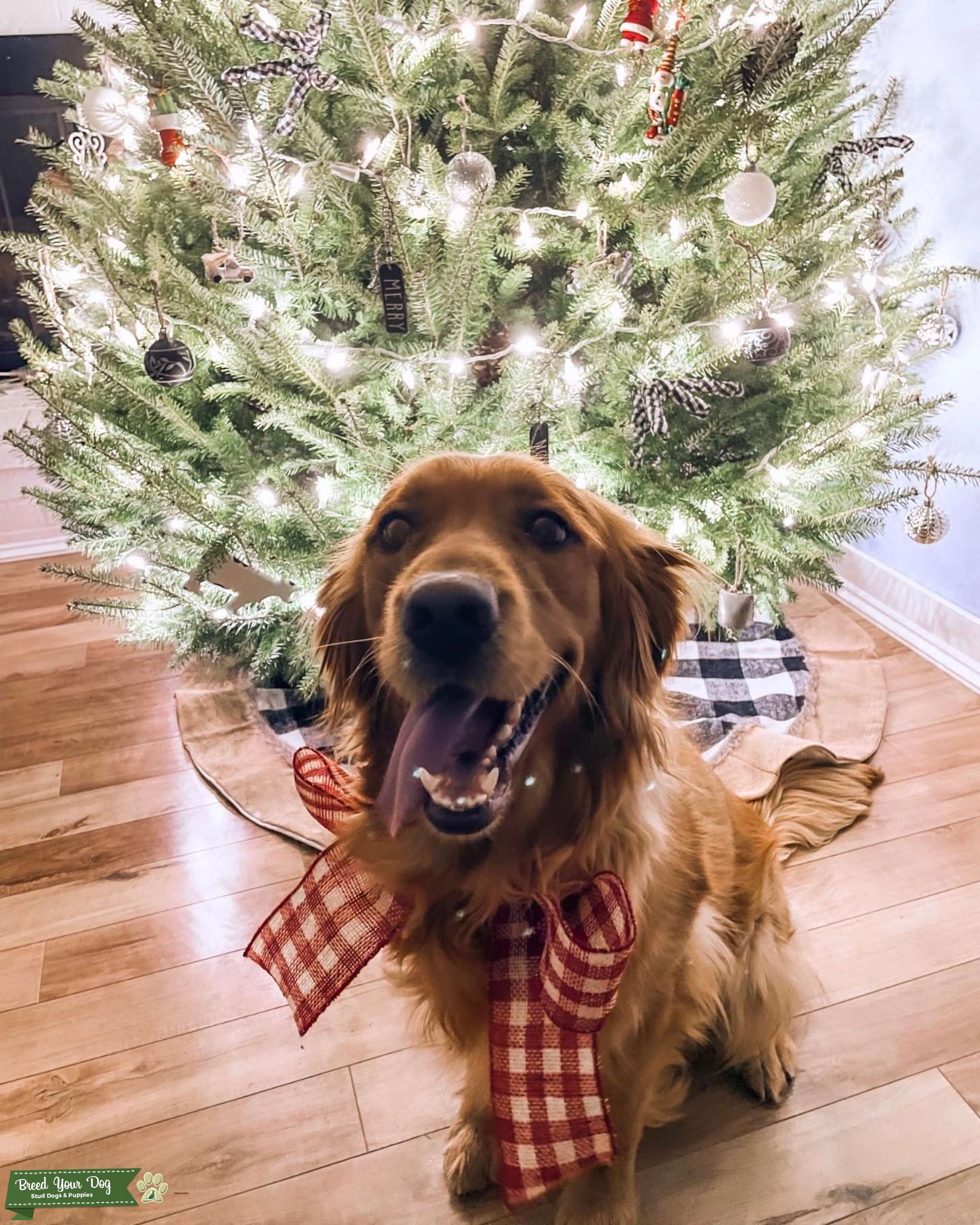 Standard Golden Retriever - Stud Dog Ohio - Breed Your Dog