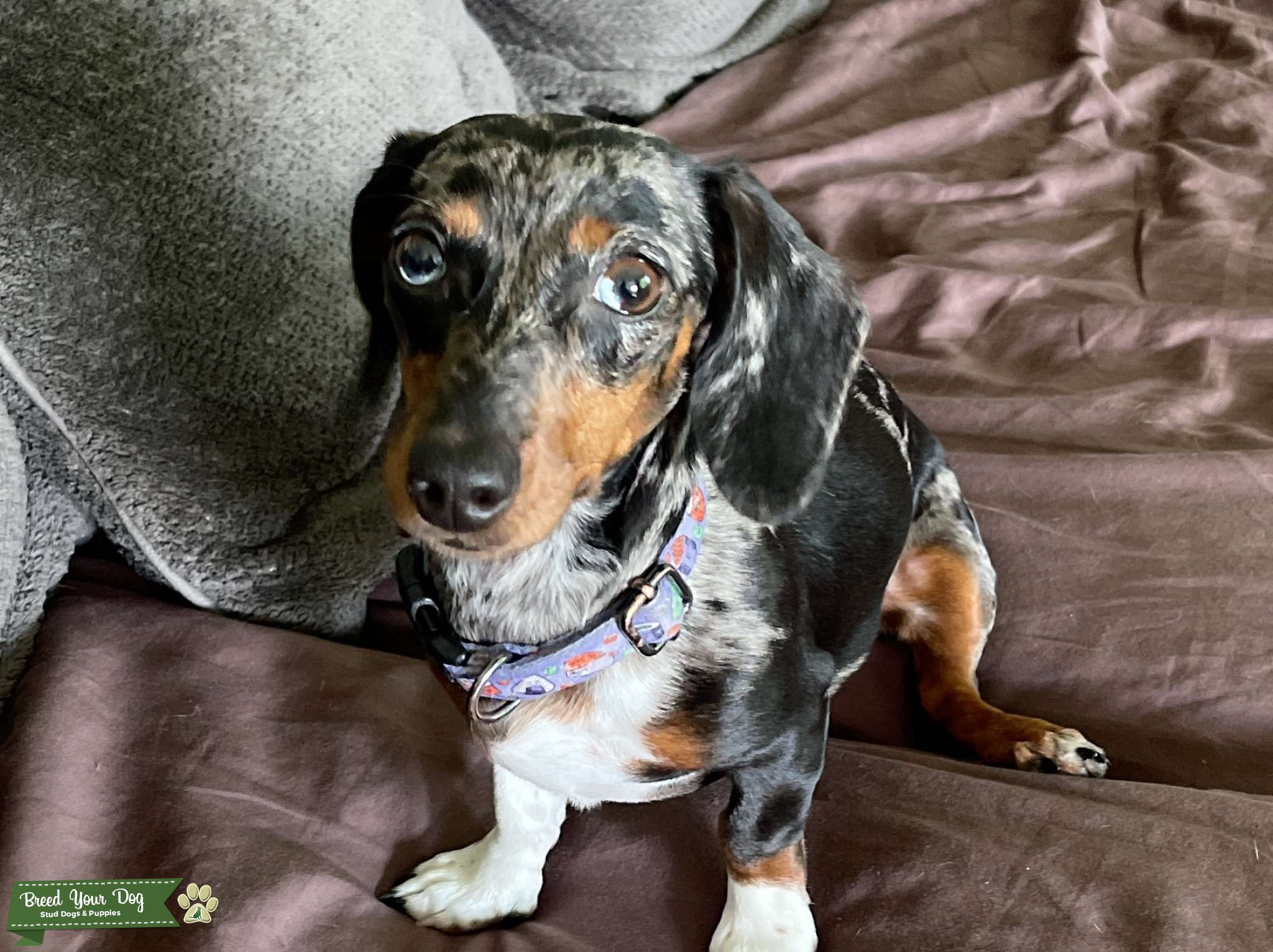 Mini Dapple Short haired Dachsund - Stud Dog Southeast - Breed Your Dog