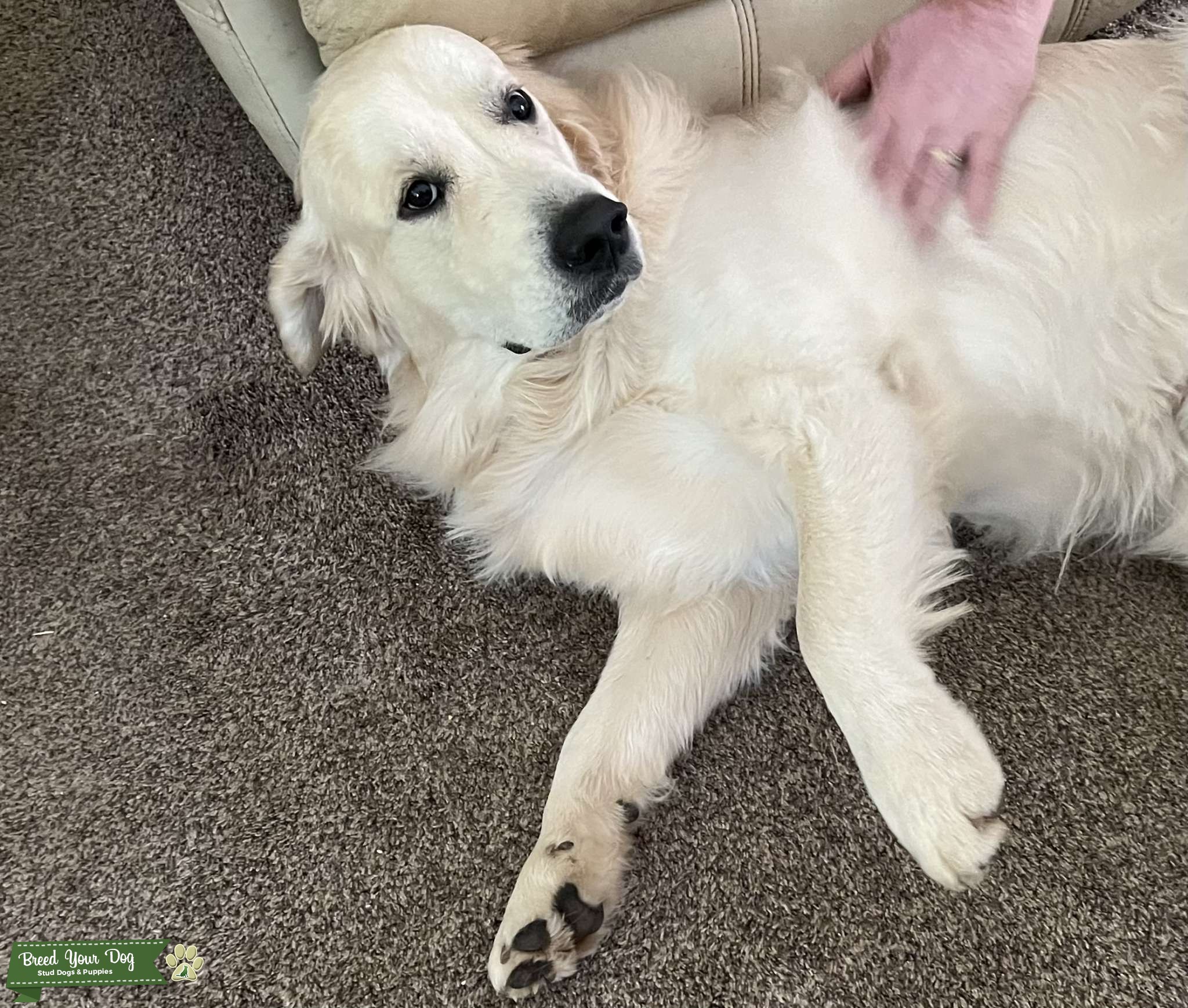 English Cream Golden Retriever ready to Breed - Stud Dog California ...