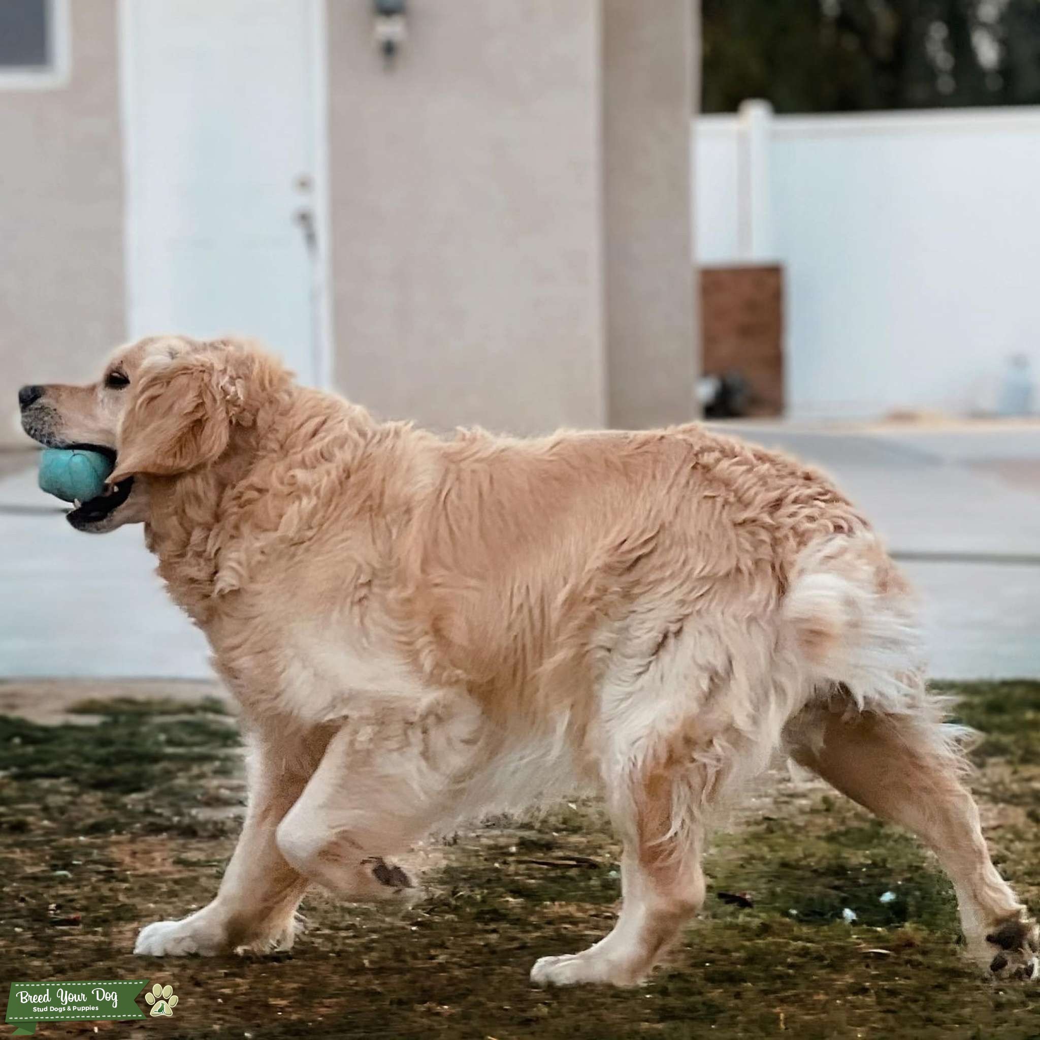 Stud | Male English Cream Golden Retriever - Stud Dog in Hanford ...