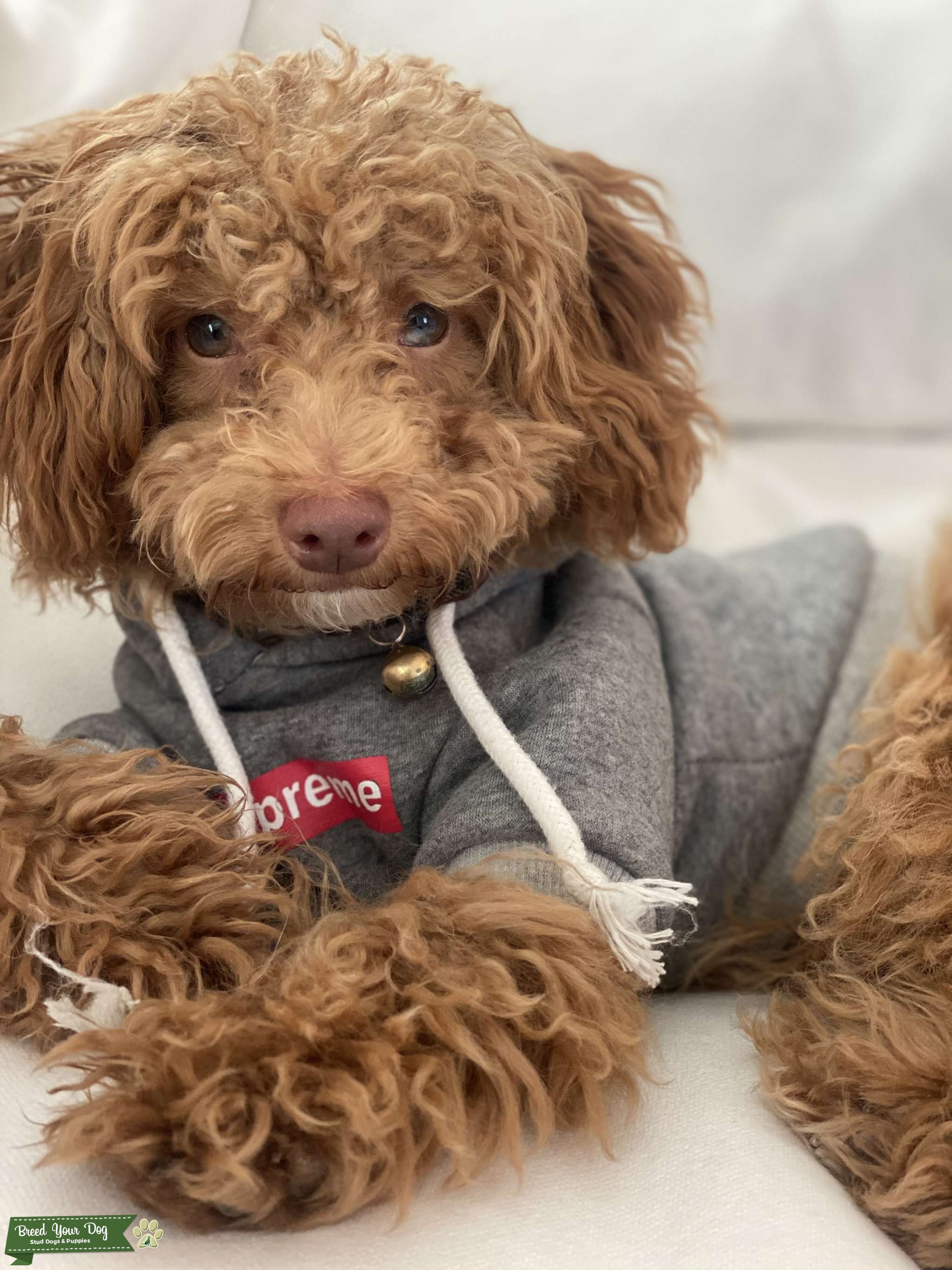 Mini poodle for stud in Las Vegas - Stud Dog in Las Vegas navada ...