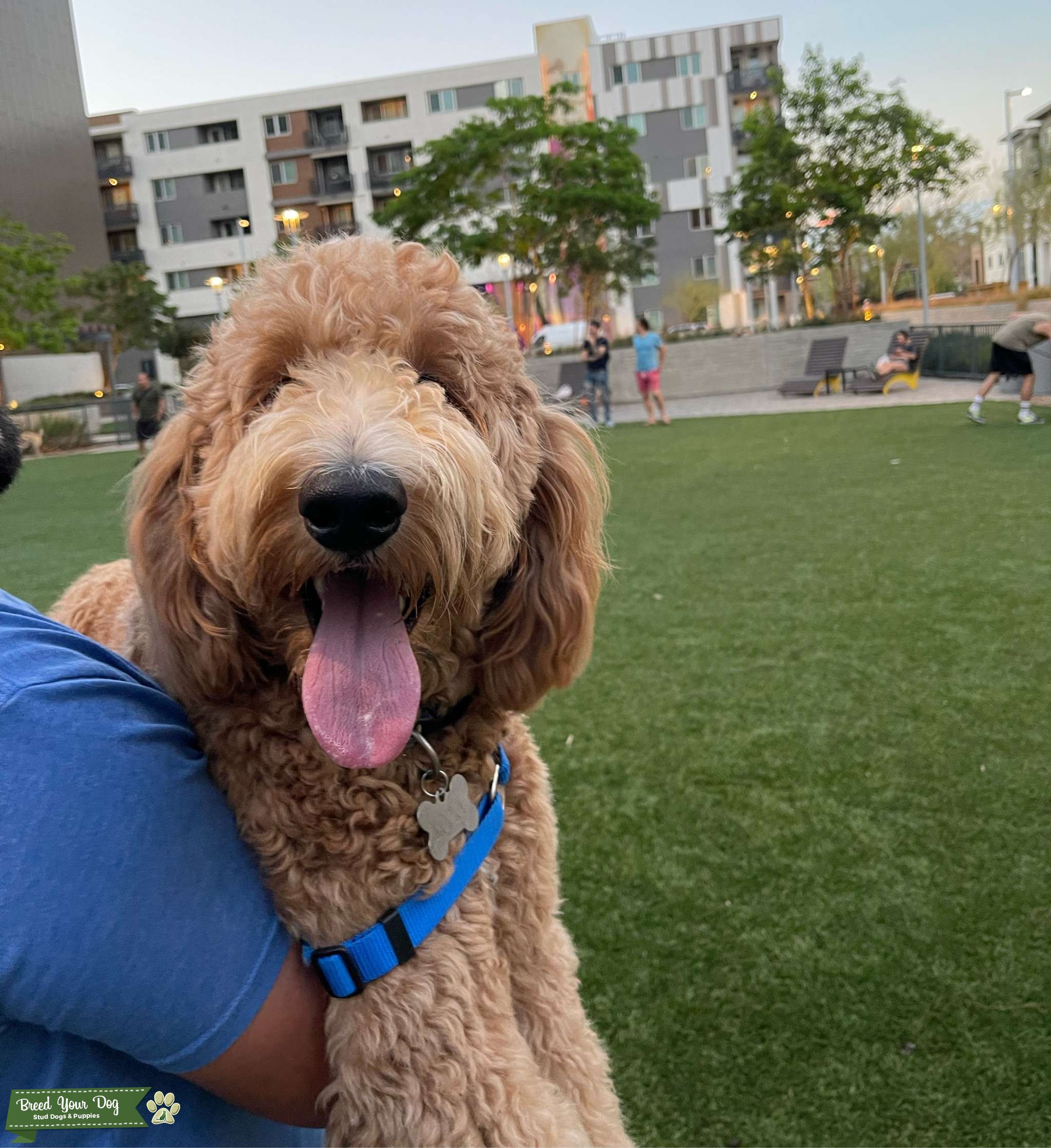 GoldenDoodle STUD - Stud Dog in Los Angeles , the United States | Breed ...