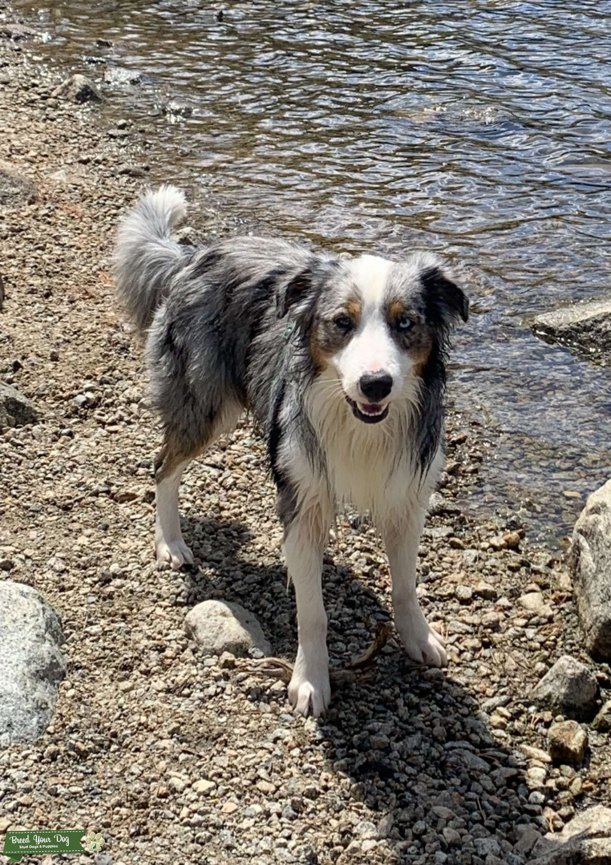 Standard Blue Merle Male - Stud Dog in Southern California , United ...