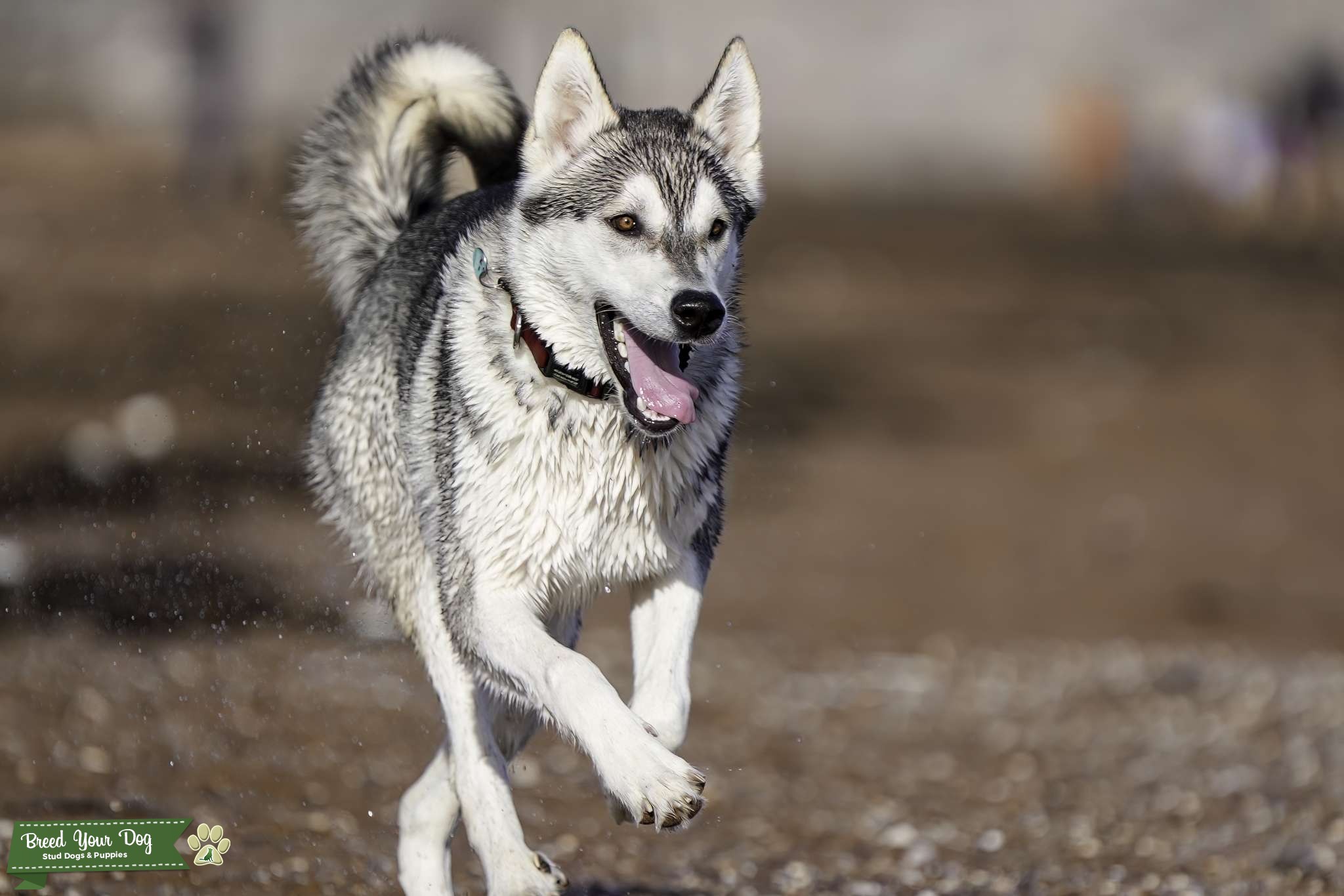 Pure Siberian Husky for STUD - Stud Dog in Devon, the United States ...
