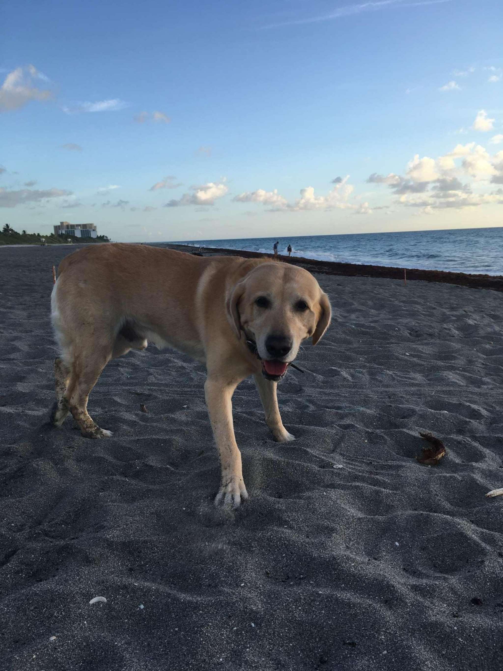 Gorgeous large yellow lab for stud - Stud Dog in South Florida, United ...