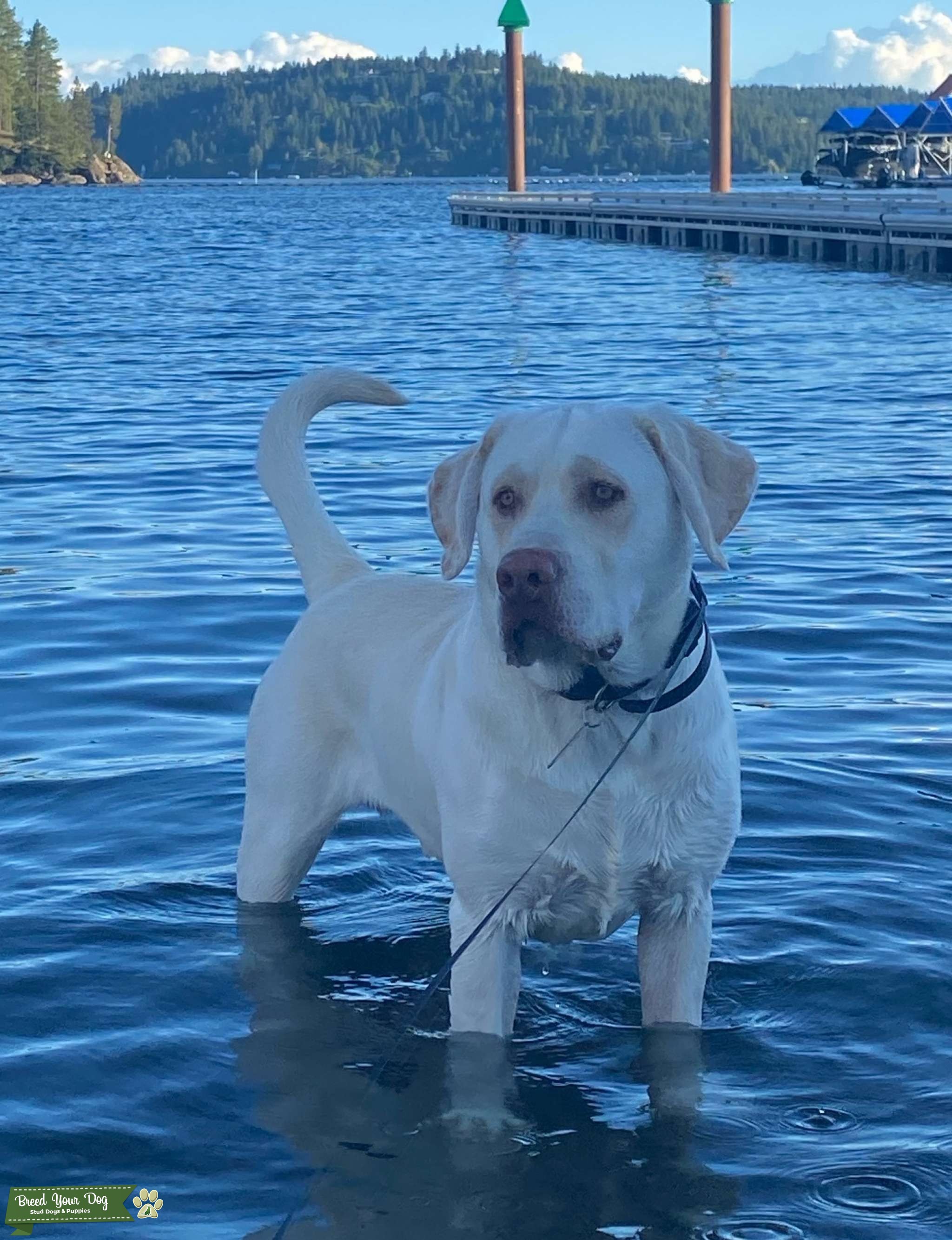 (Light) Yellow English Labrador - Stud Dog in North Idaho, the United ...