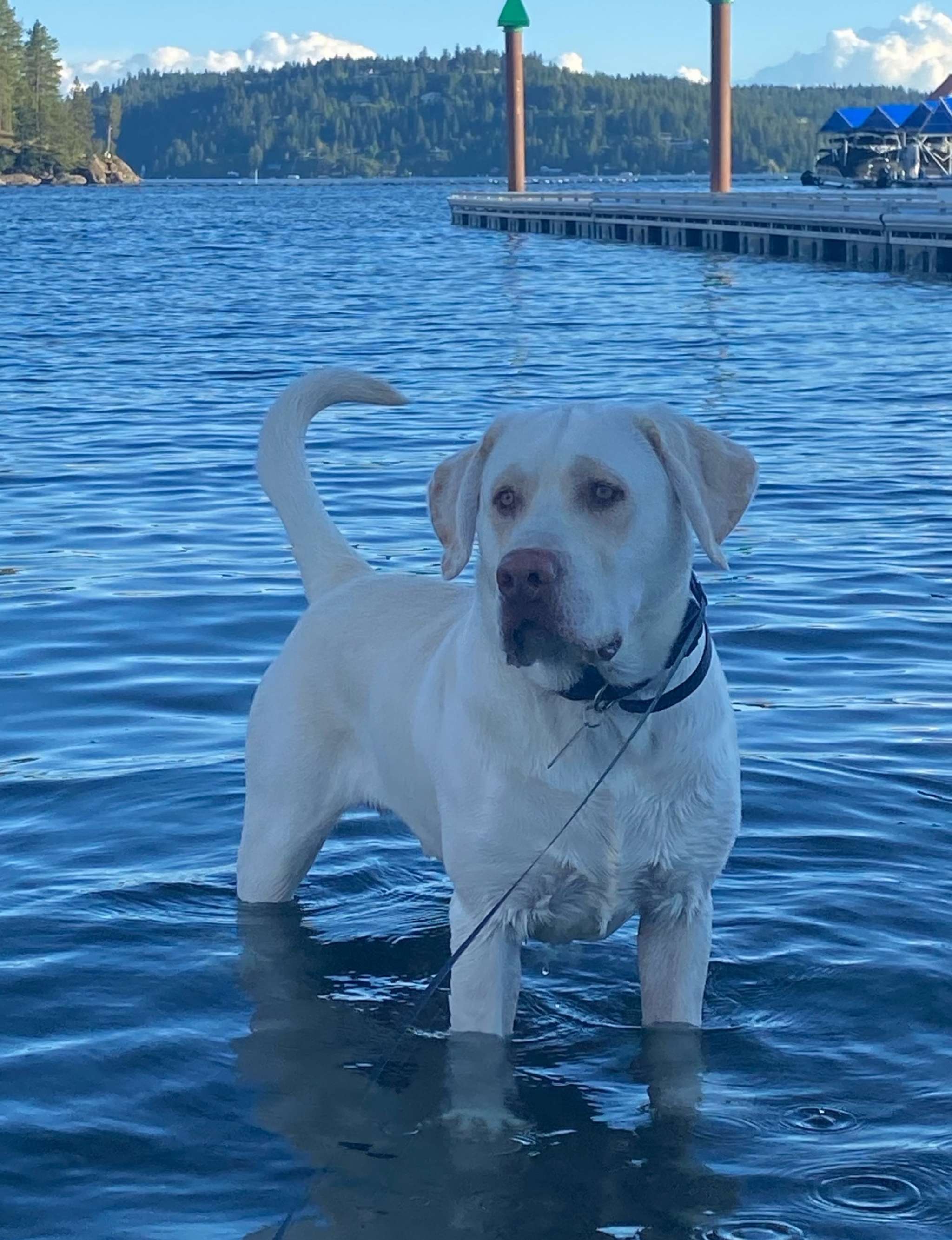 (Light) Yellow English Labrador - Stud Dog in North Idaho, the United ...