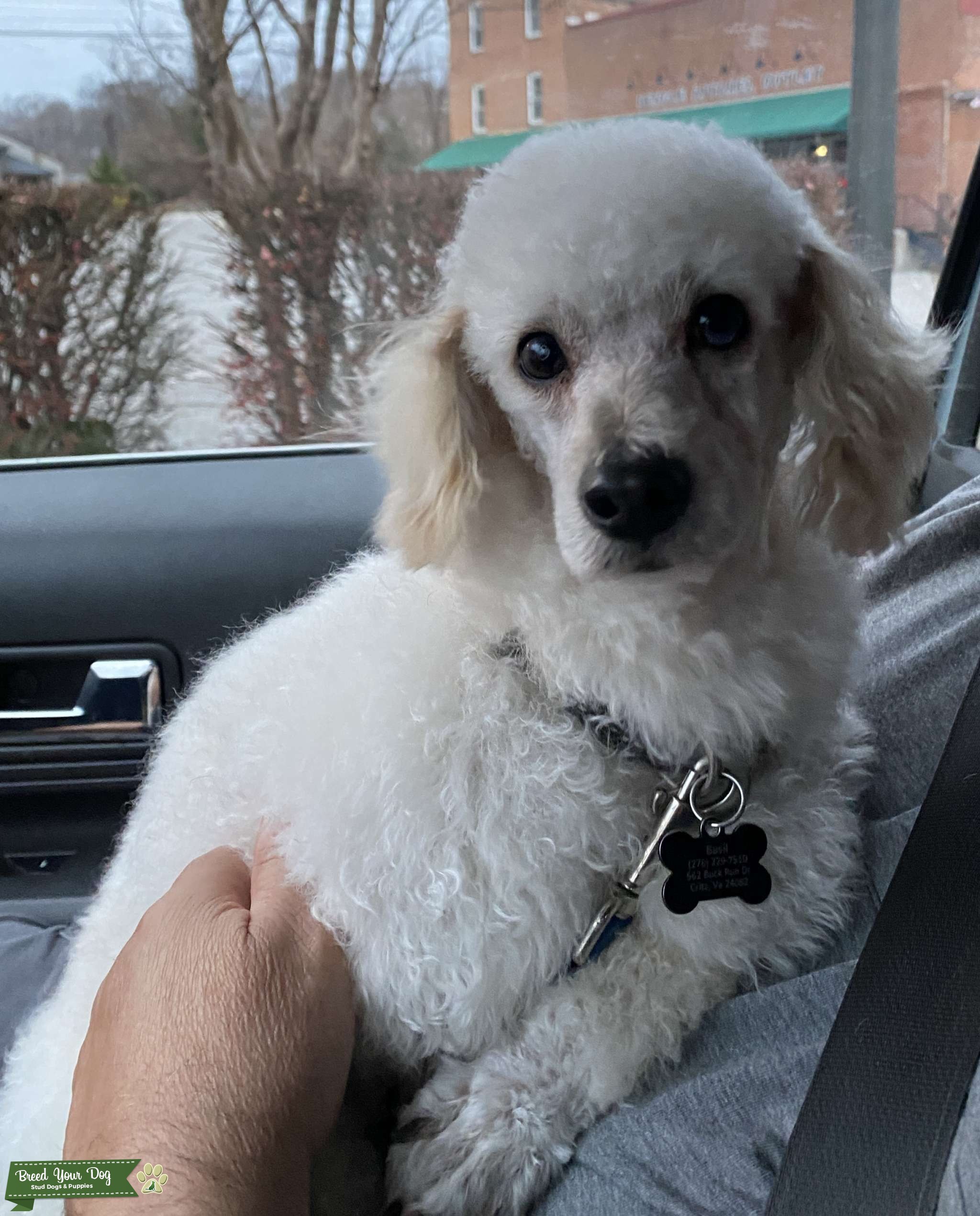 Miniature Poodle Stud - Stud Dog Stuart, Virginia - Breed Your Dog