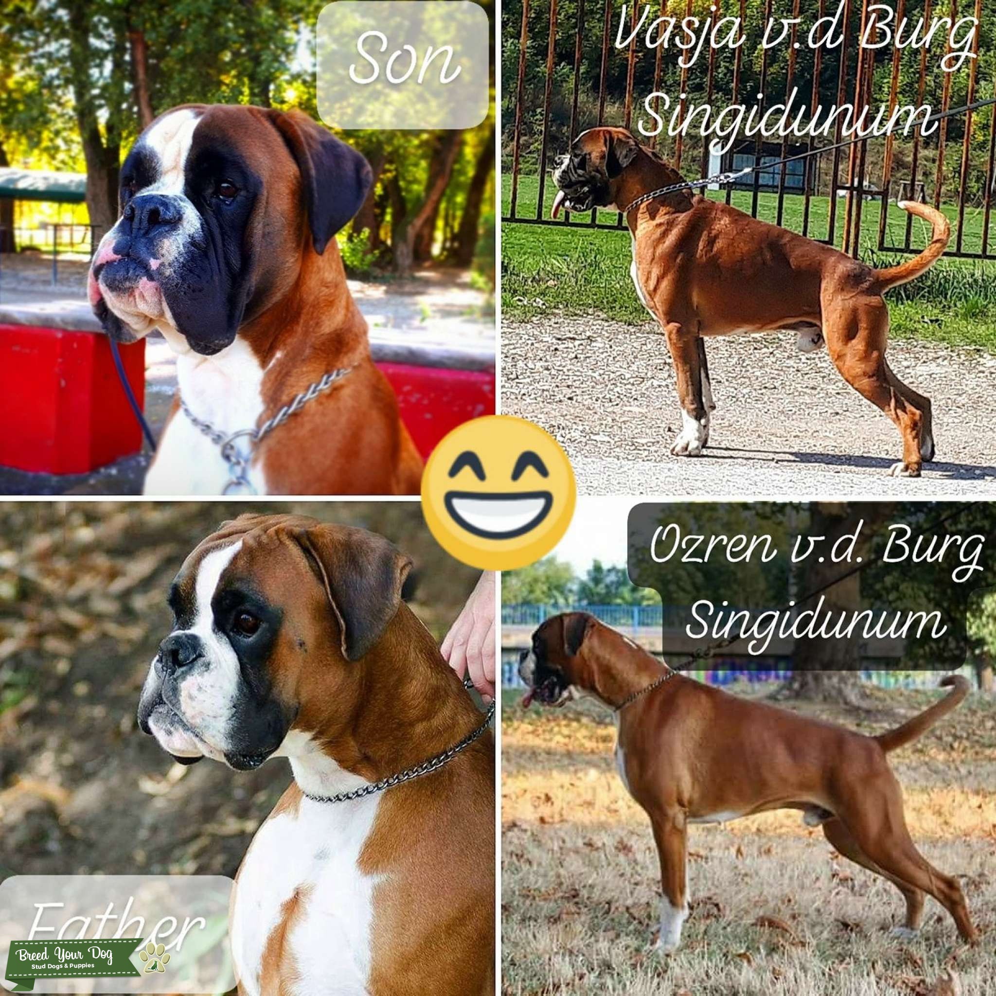 Serbian Brindle Boxer- Champion European Bloodline - Stud Dog in NJ ...