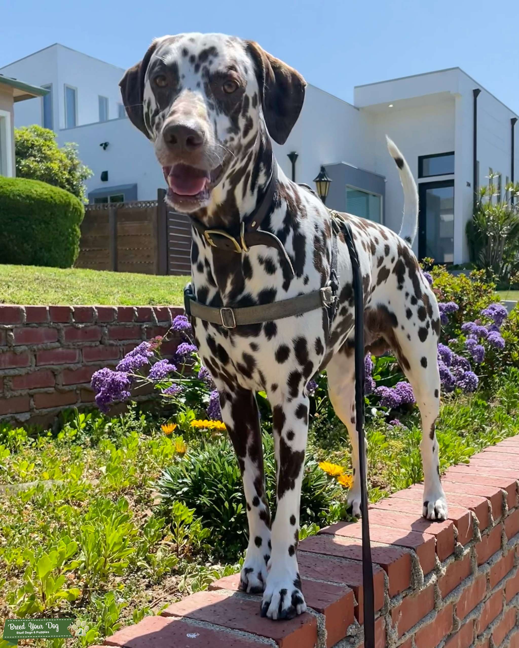 Stud dog for breeding - Stud Dog in Los Angeles , Guernsey | Breed Your Dog