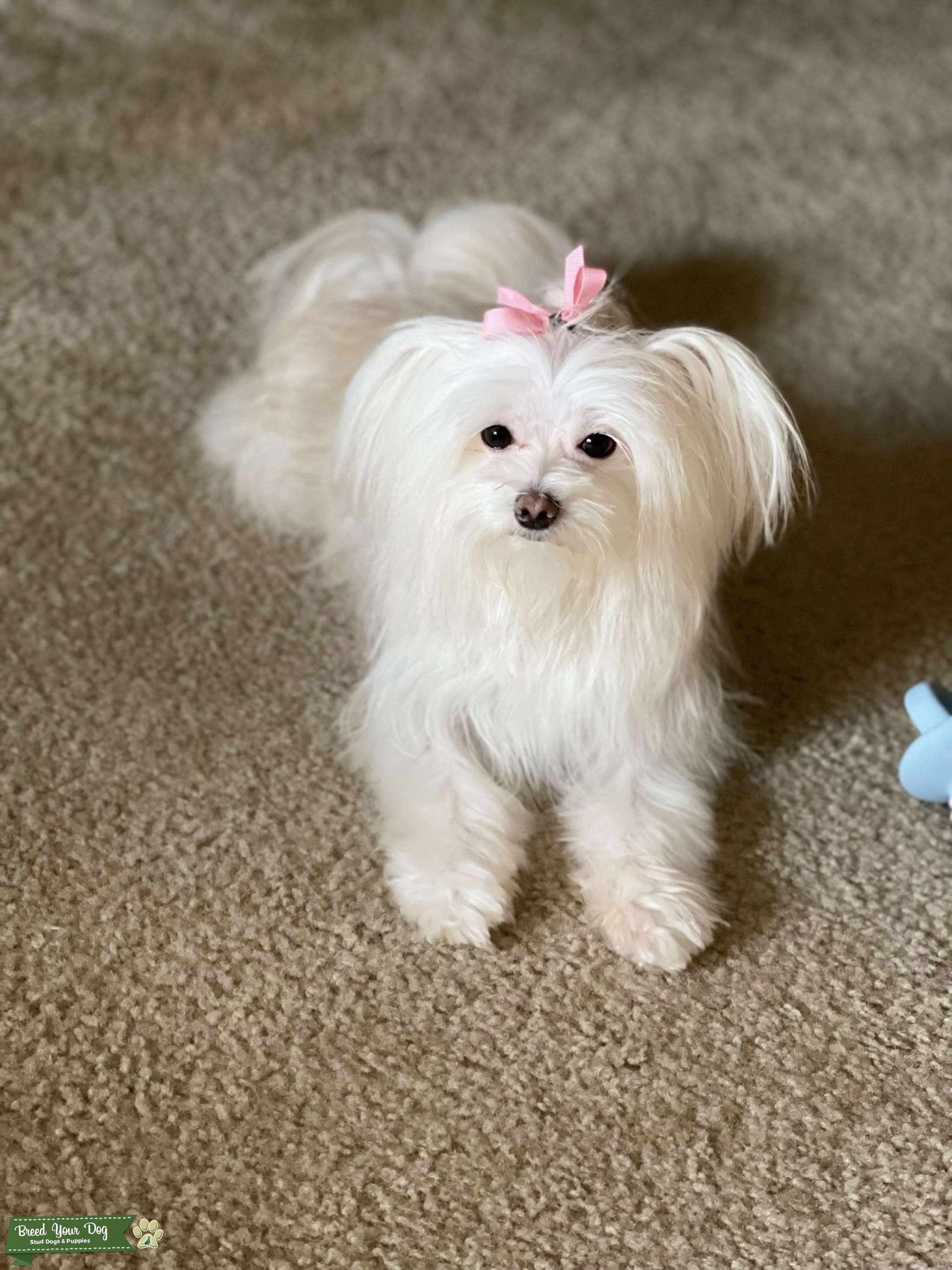 Toy Maltese - Stud Dog in Nashville, TN, the United States | Breed Your Dog