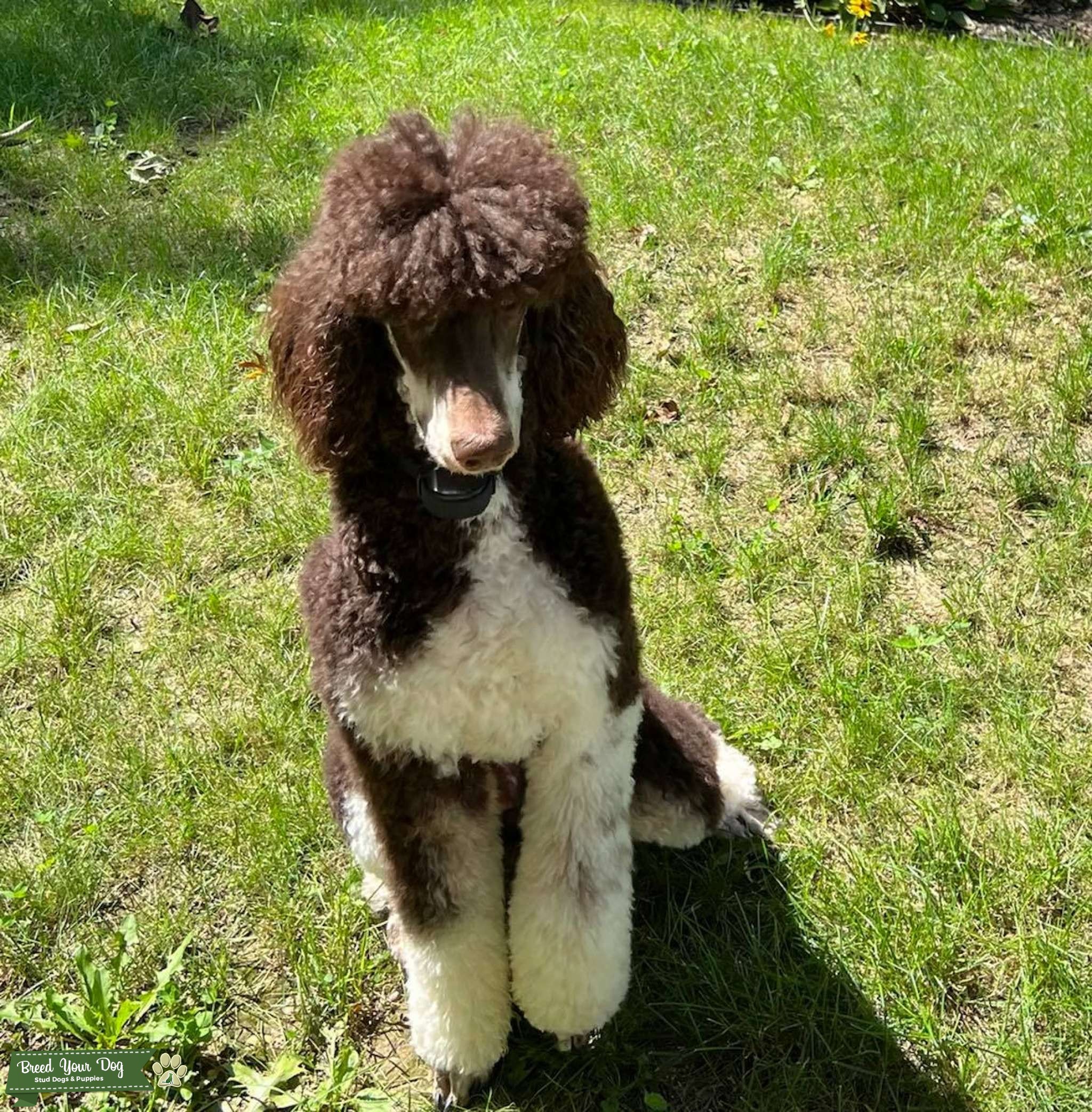 Poodle Stud - Stud Dog in IN, United States | Breed Your Dog