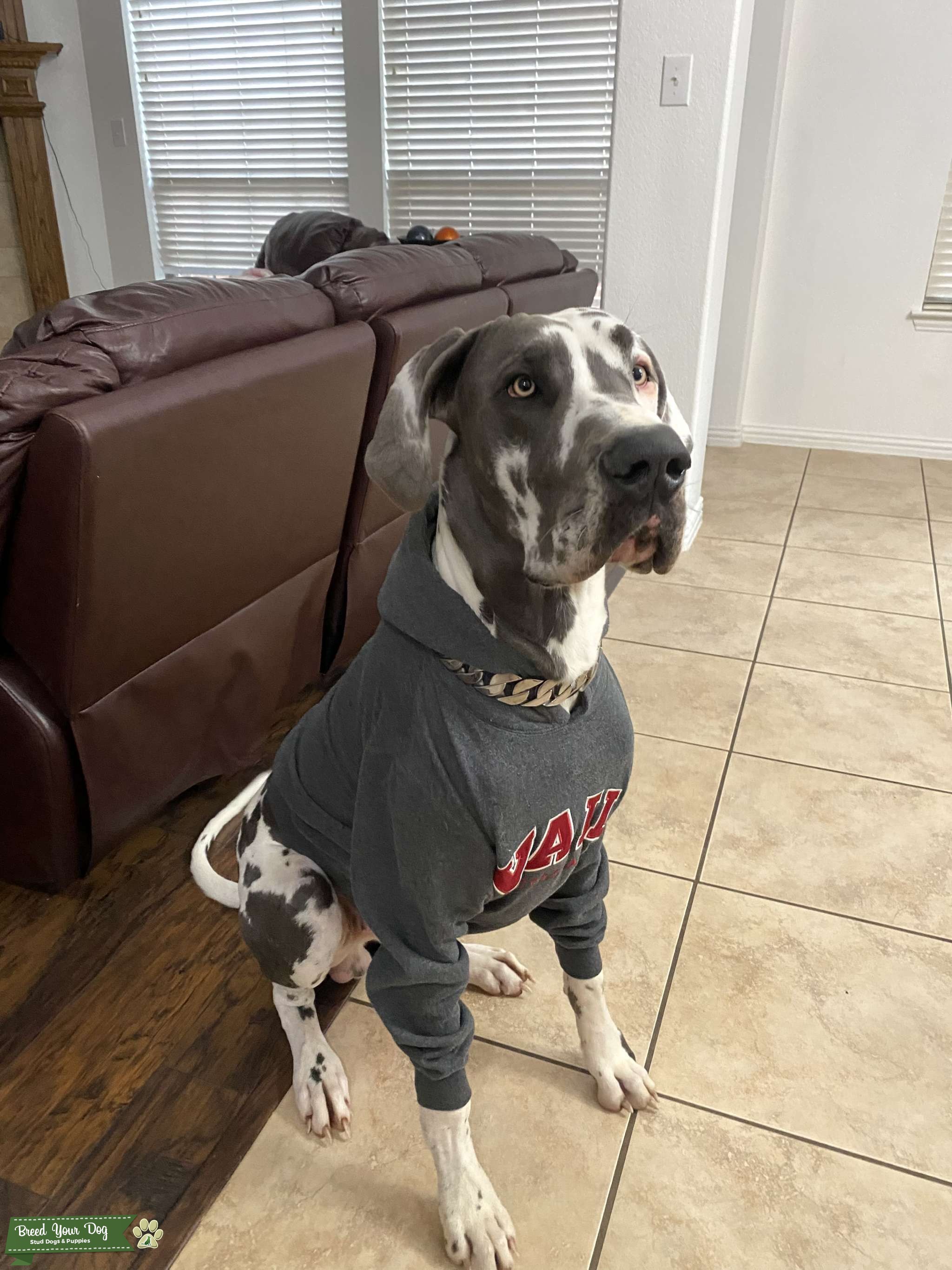 Stud - Stud Dog in Ellis , India | Breed Your Dog