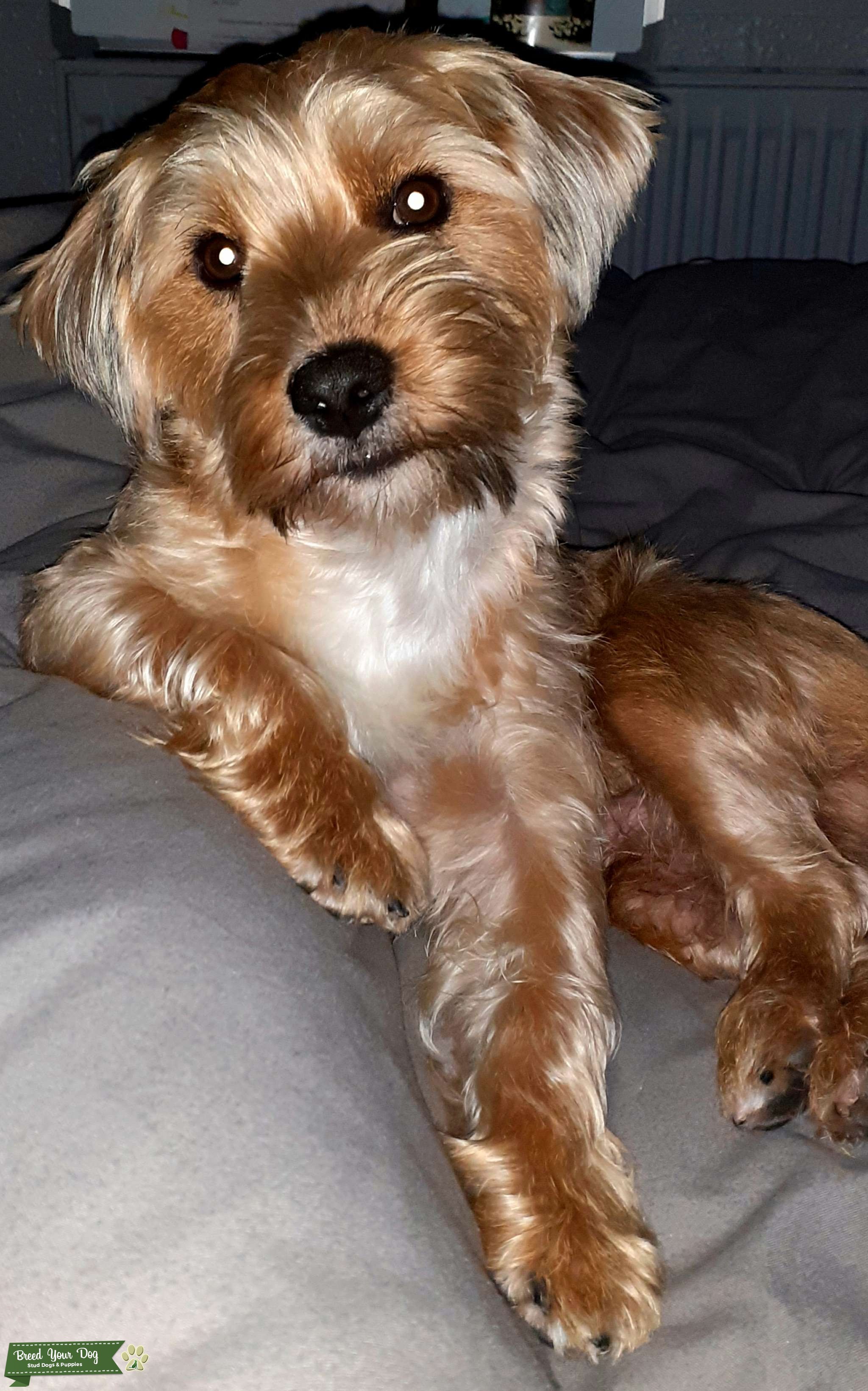 beautifully coloured Jack X Yorky(Jorky) cross male for stud, 14 months ...