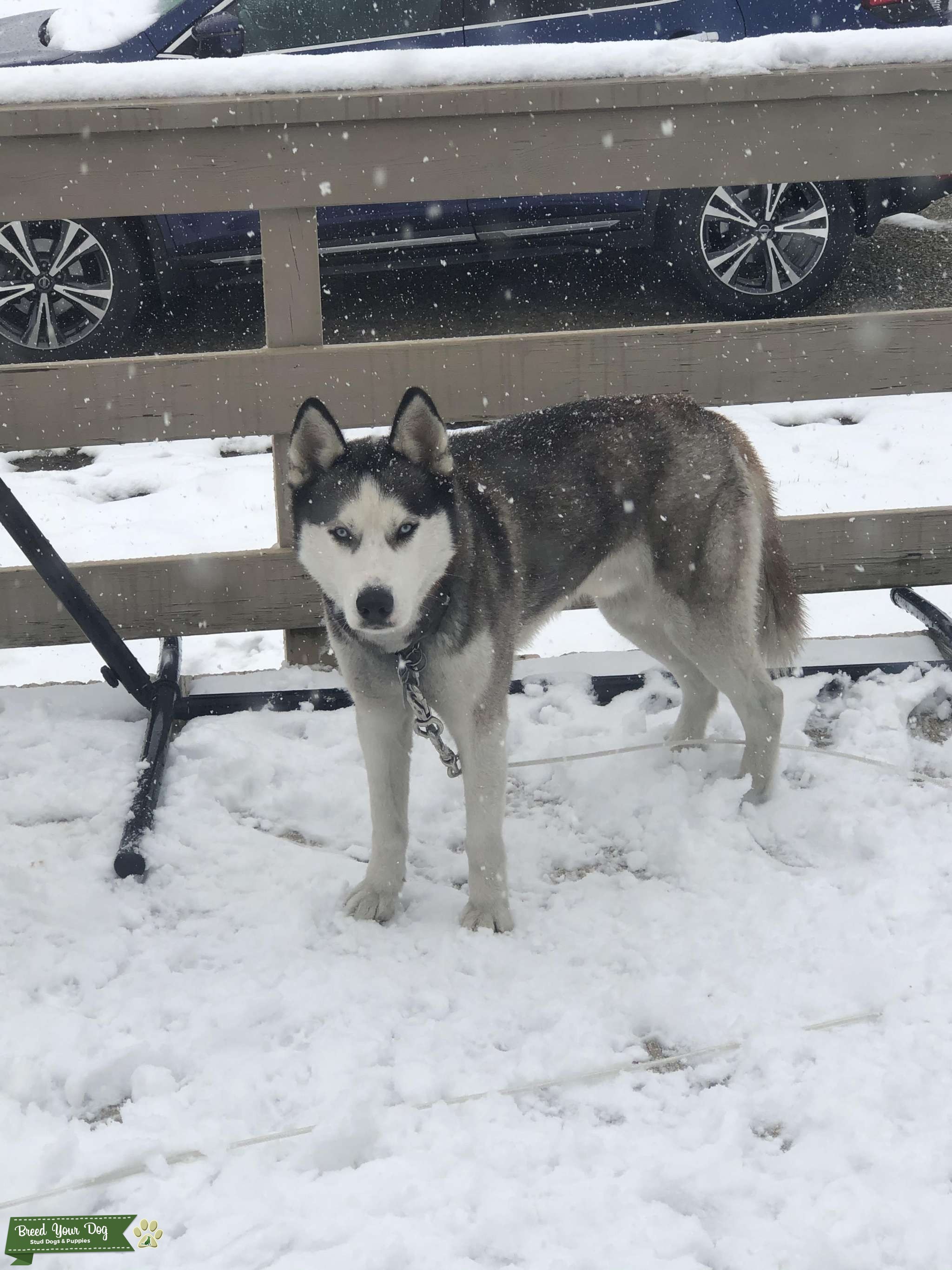 Siberian Husky - Stud Dog in Ohio, the United States | Breed Your Dog