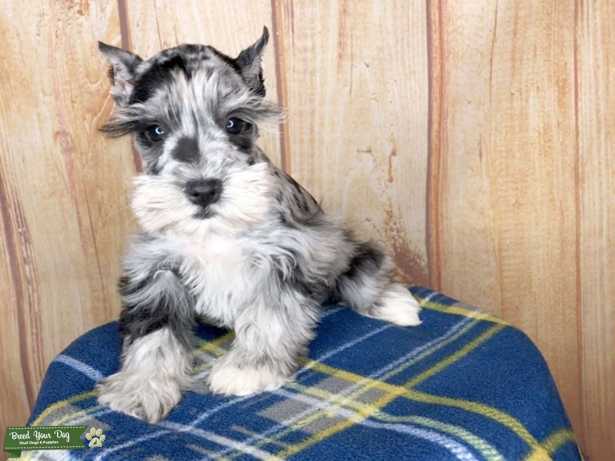 What Is A Merle Schnauzer