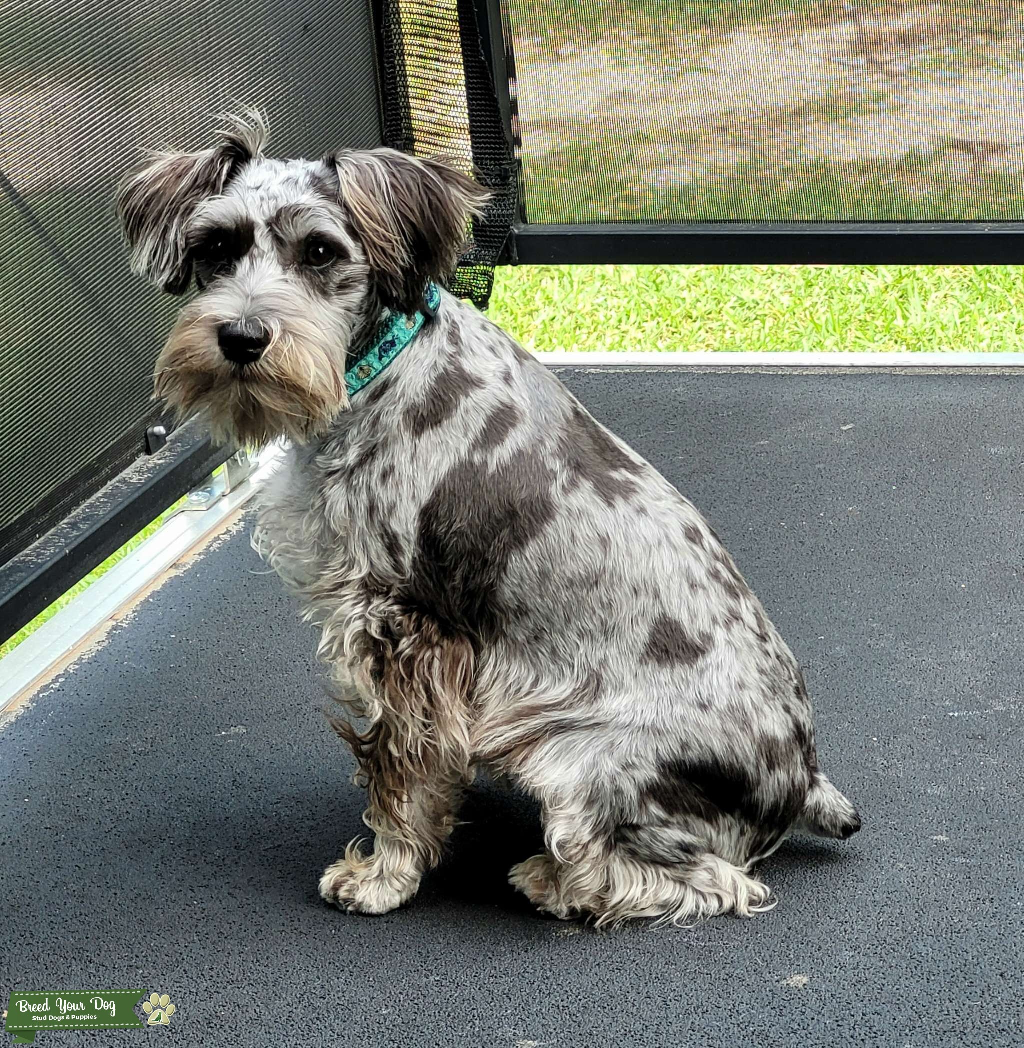 Miniature Merle Schnauzer - Stud Dog Florida - Breed Your Dog