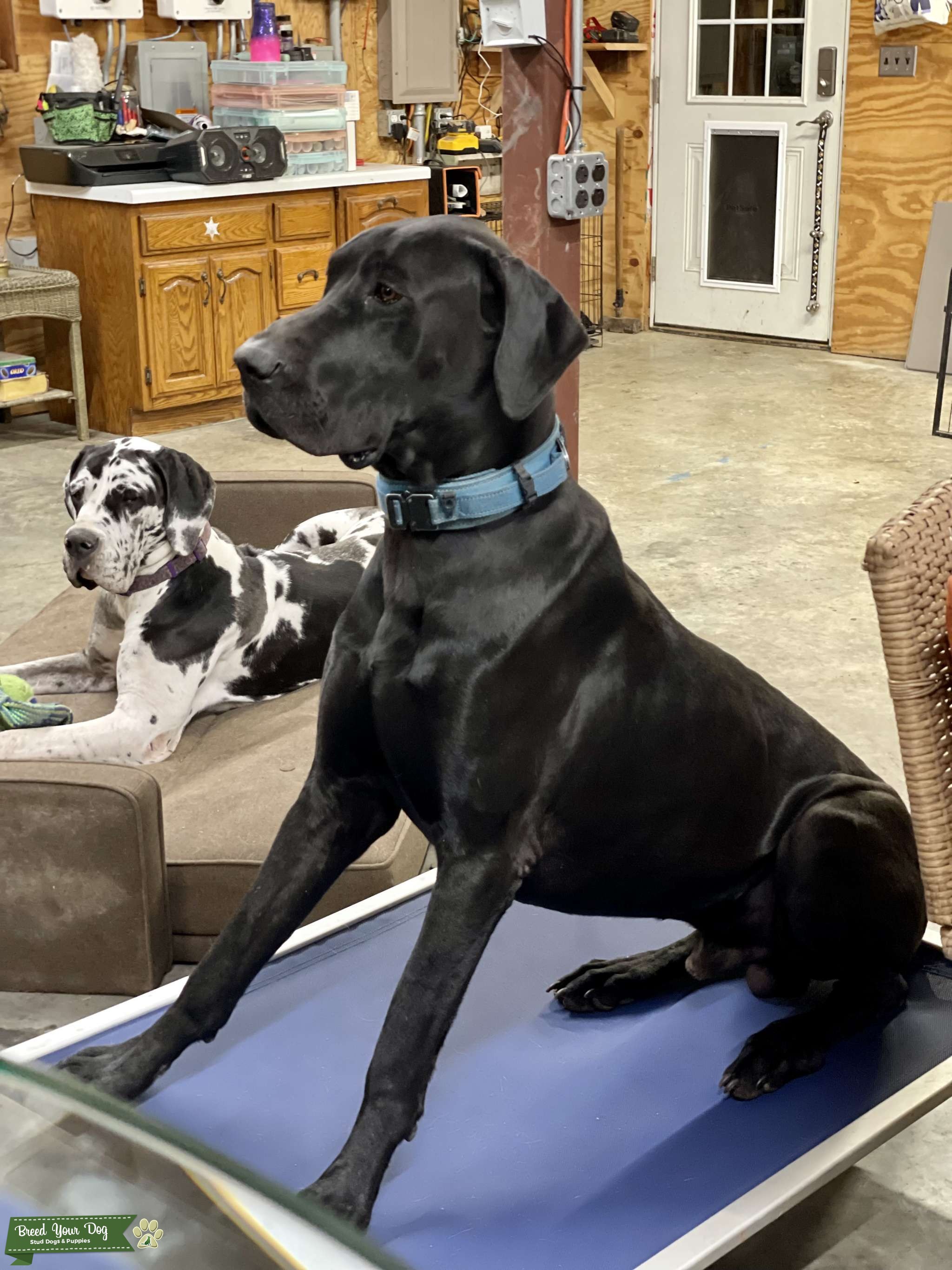 Great Dane Stud - Stud Dog in Illinois , the United States | Breed Your Dog