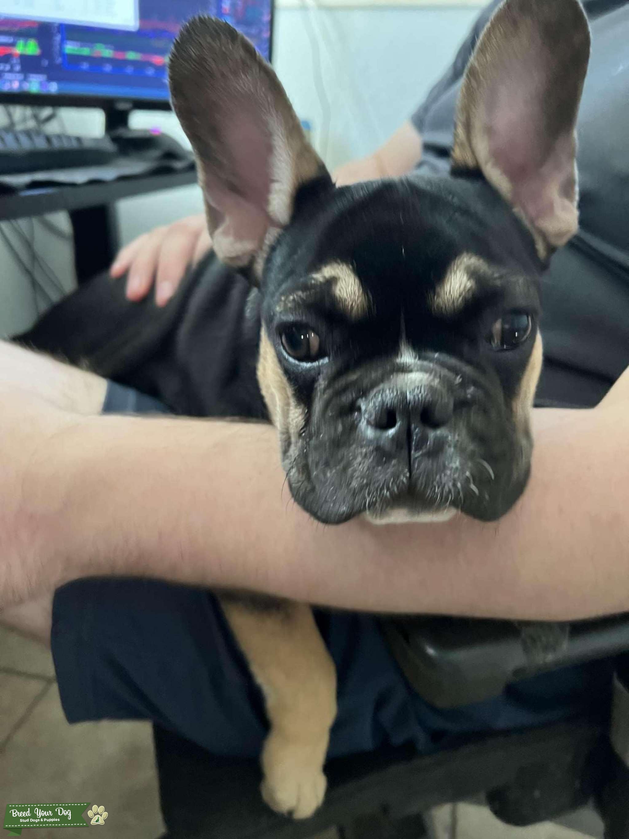 Black Tri Frenchie - Stud Dog in Modesto CA , United States | Breed ...