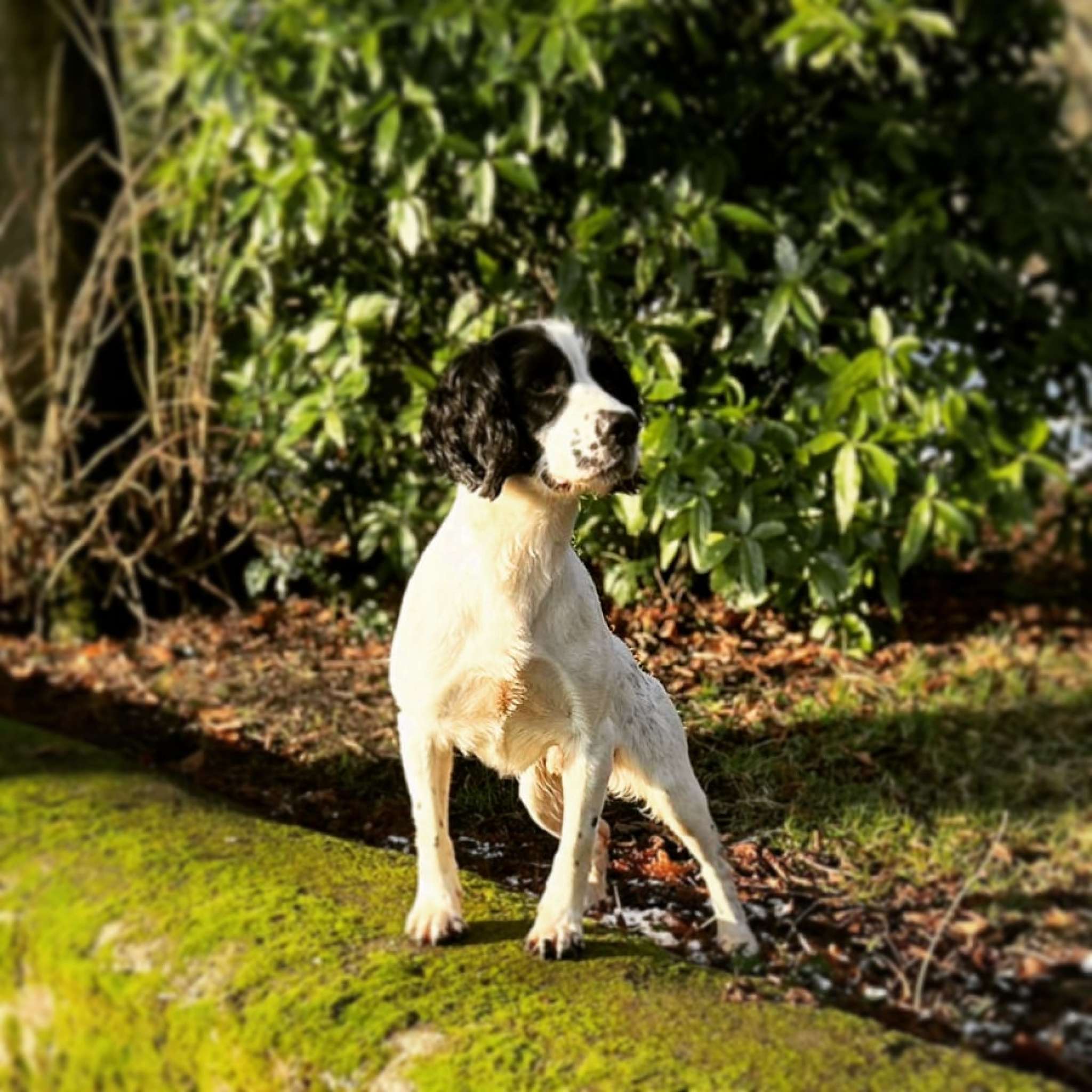 Stunning Proven KC ESS at stud - Stud Dog in Lancashire , United ...