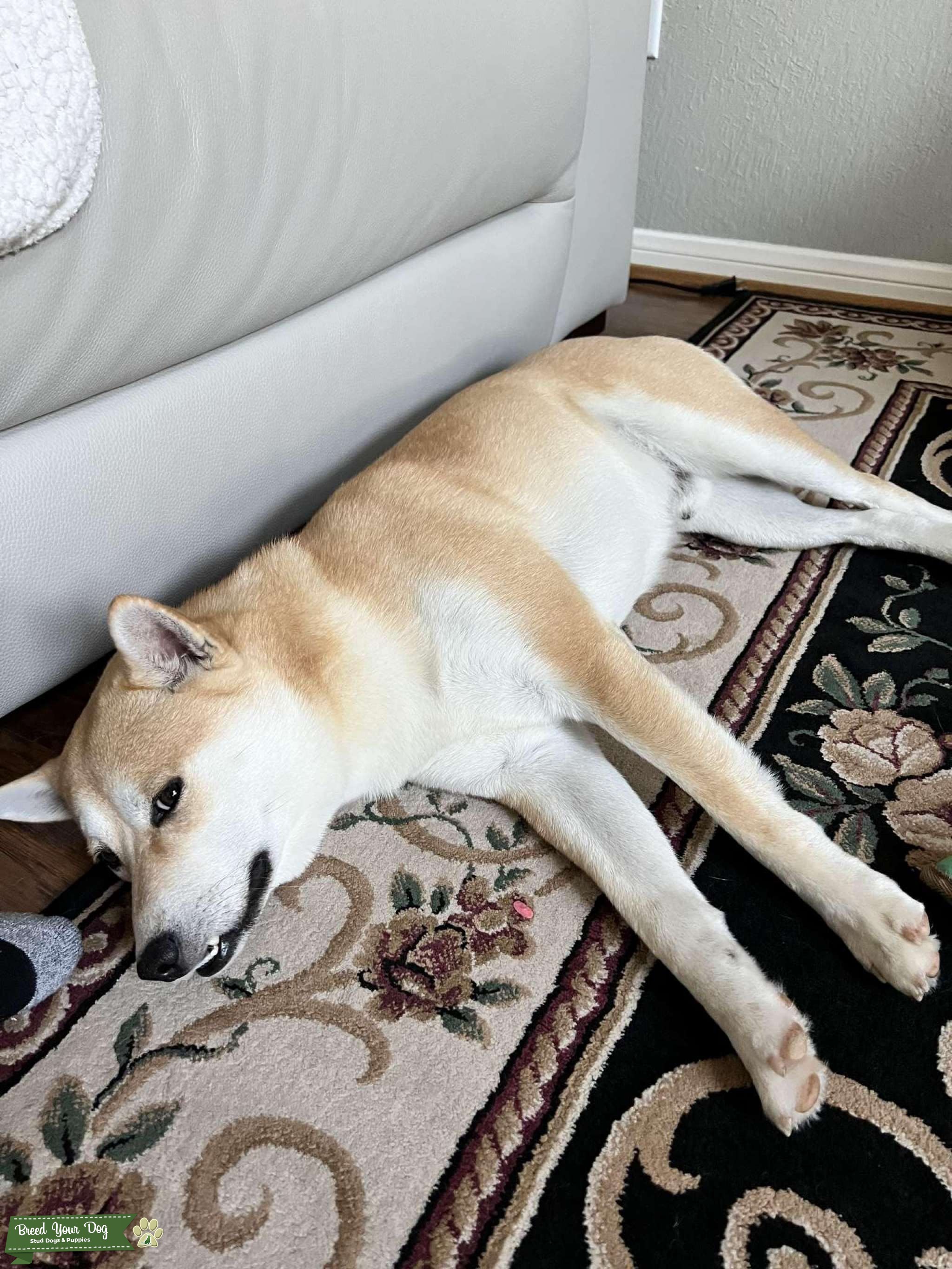 Shiba Inu Male - Stud Dog Texas - Breed Your Dog